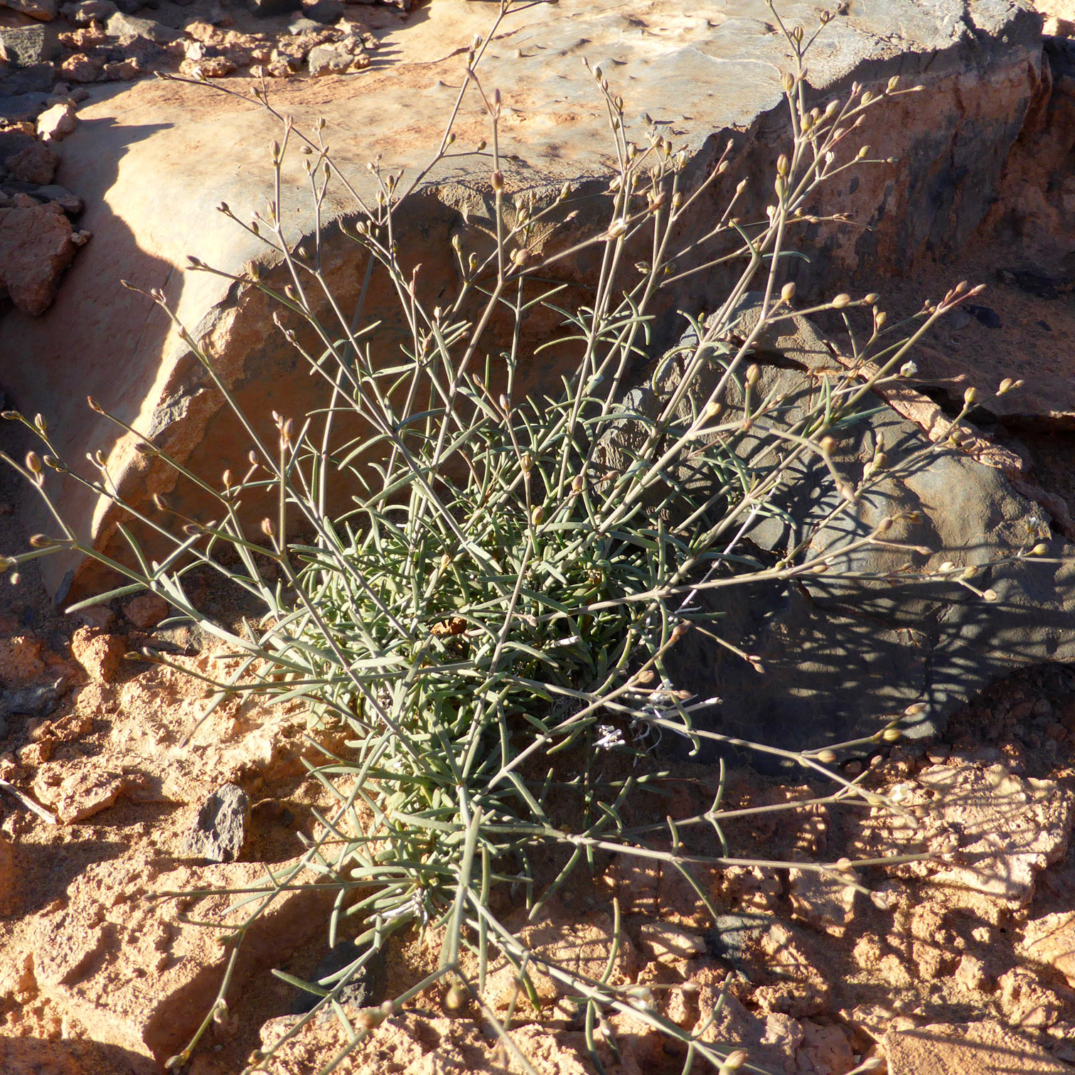 Polycarpaea akkensis - Plant Biodiversity of South-Western Morocco