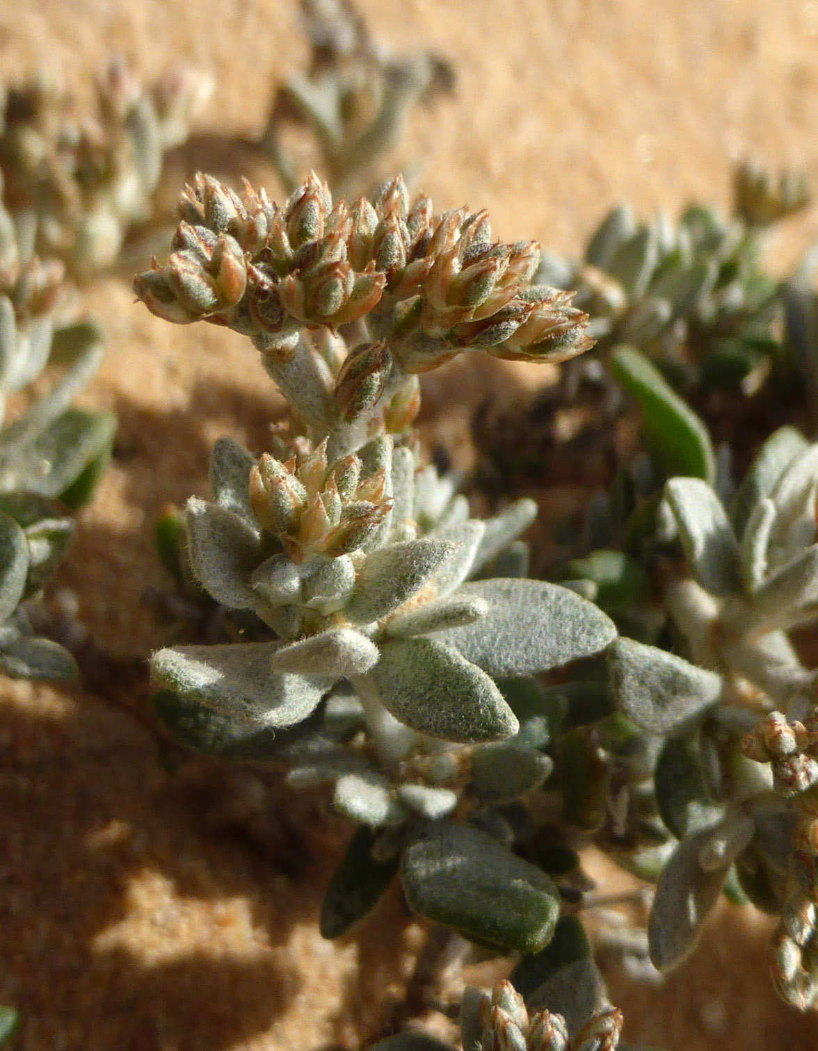 Polycarpaea nivea - Plant Biodiversity of South-Western Morocco