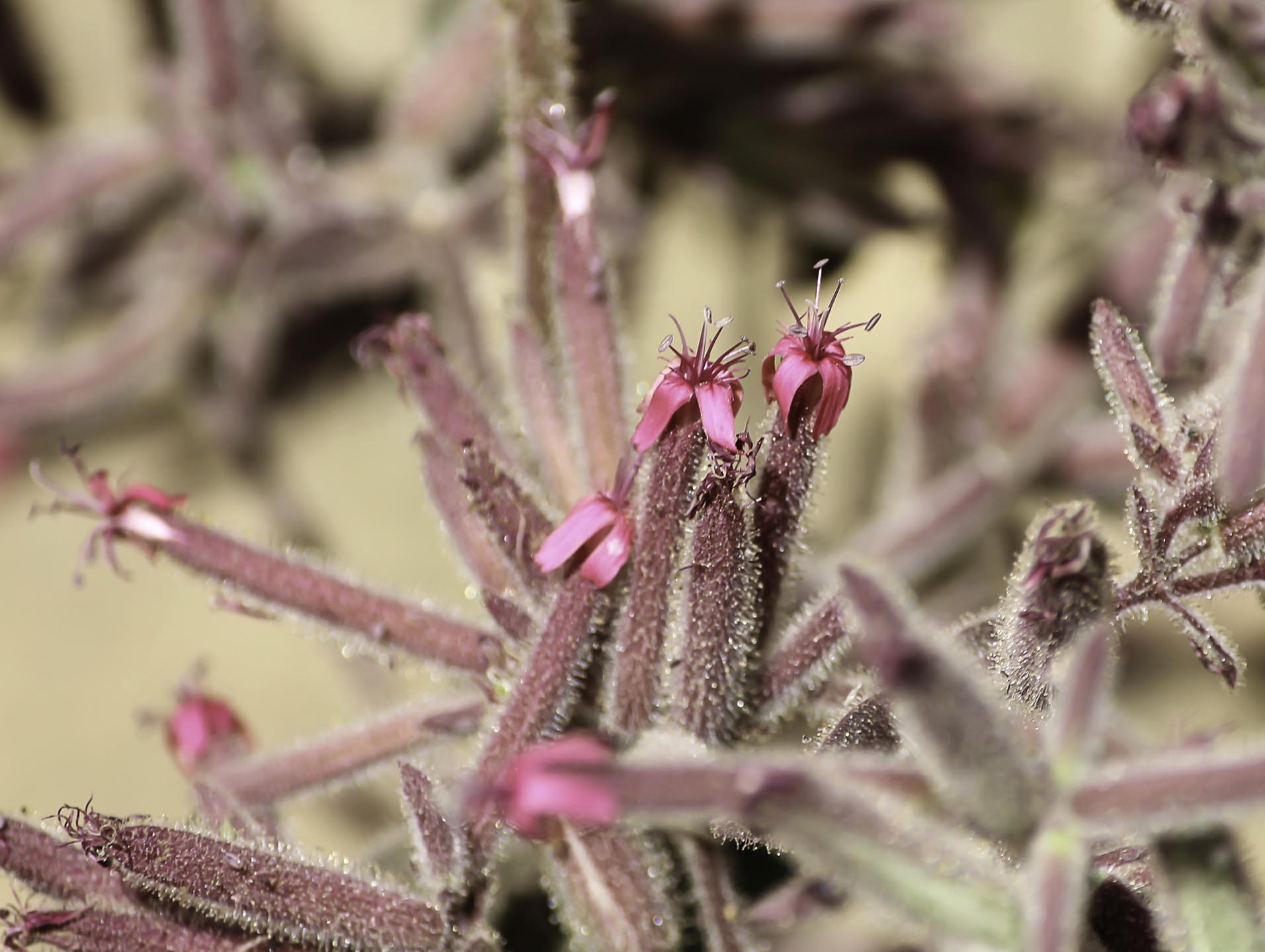 Saponaria glutinosa - Plant Biodiversity of South-Western Morocco