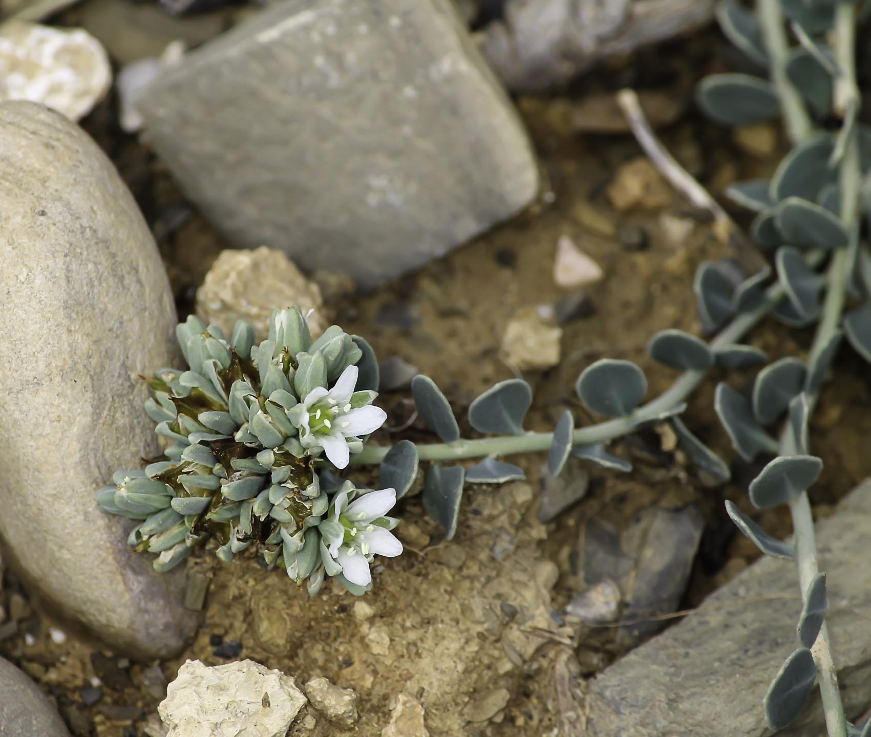 Telephium imperati - Plant Biodiversity of South-Western Morocco
