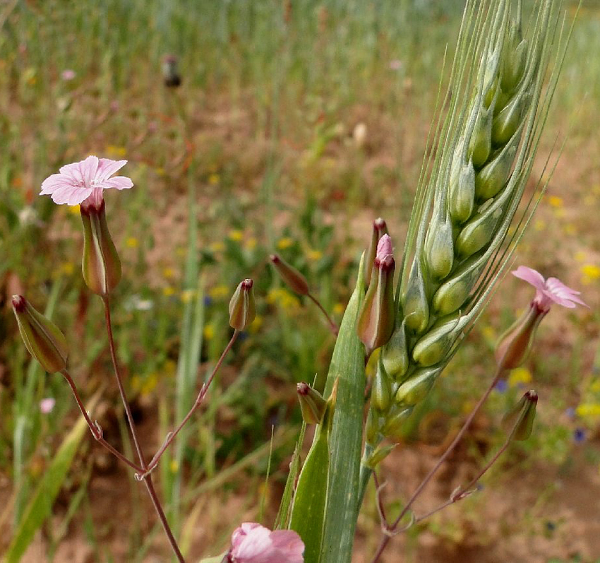 Vaccaria hispanica - Plant Biodiversity of South-Western Morocco