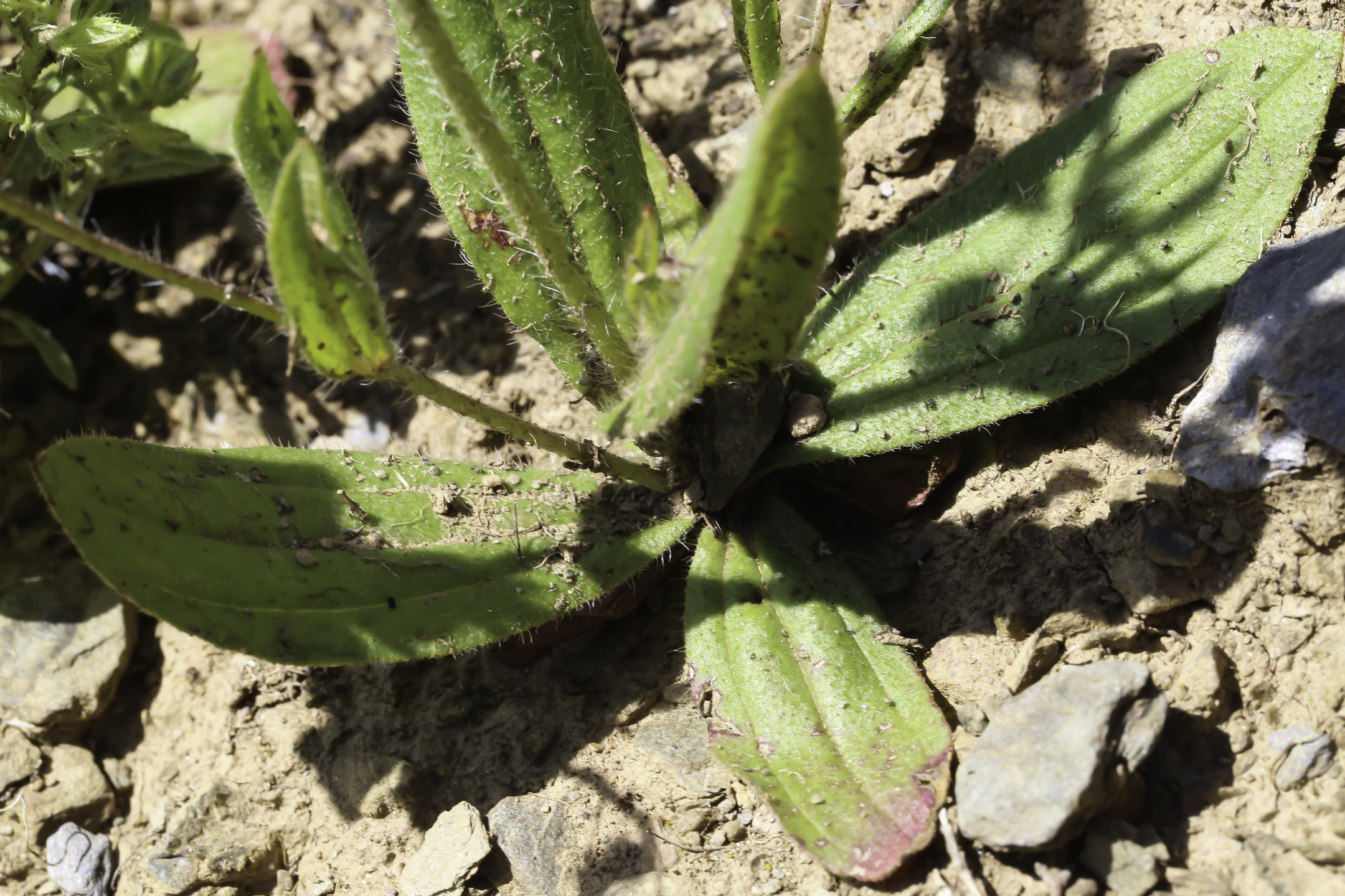 Tuberaria guttata - Plant Biodiversity of South-Western Morocco