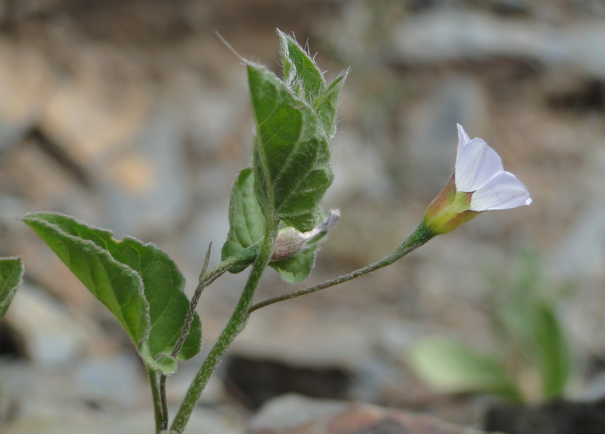 Convolvulus siculus subsp. elongatus - Biodiversité végétale du sud ...