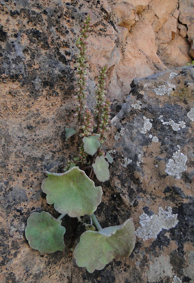 Umbilicus horizontalis - Plant Biodiversity of South-Western Morocco