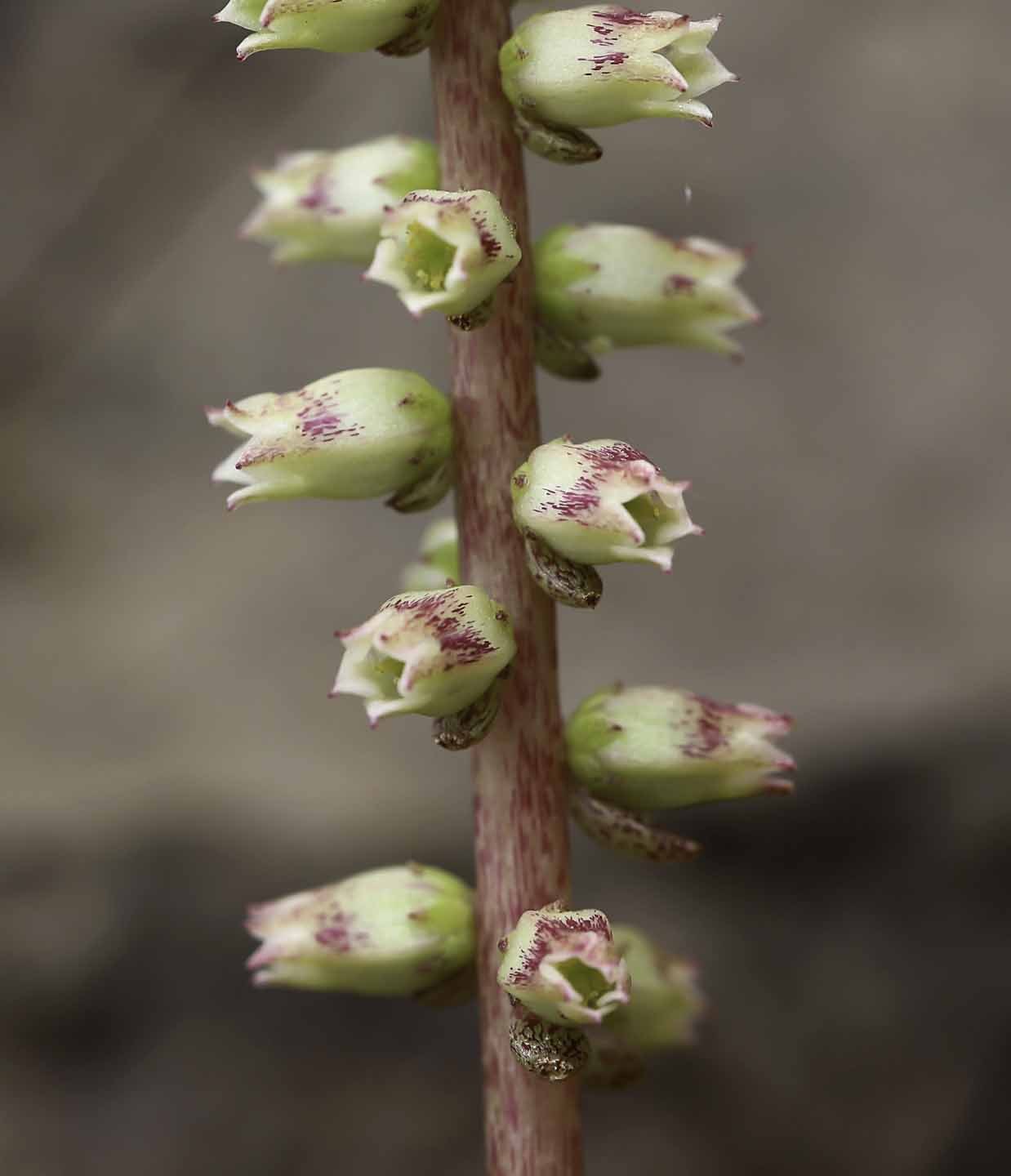 Umbilicus horizontalis - Plant Biodiversity of South-Western Morocco