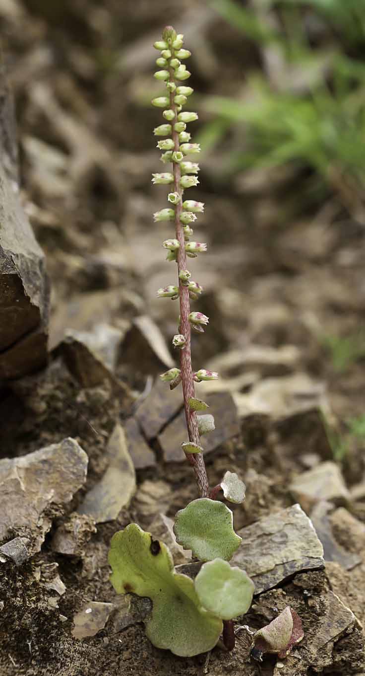 Umbilicus horizontalis - Plant Biodiversity of South-Western Morocco