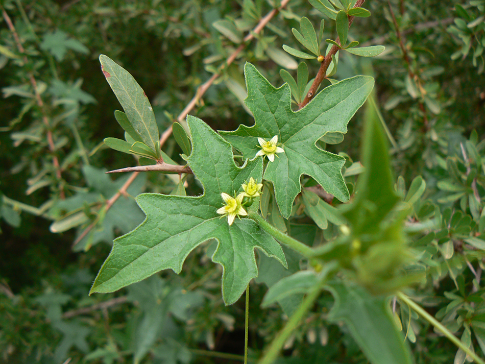 Bryonia dioica - Plant Biodiversity of South-Western Morocco
