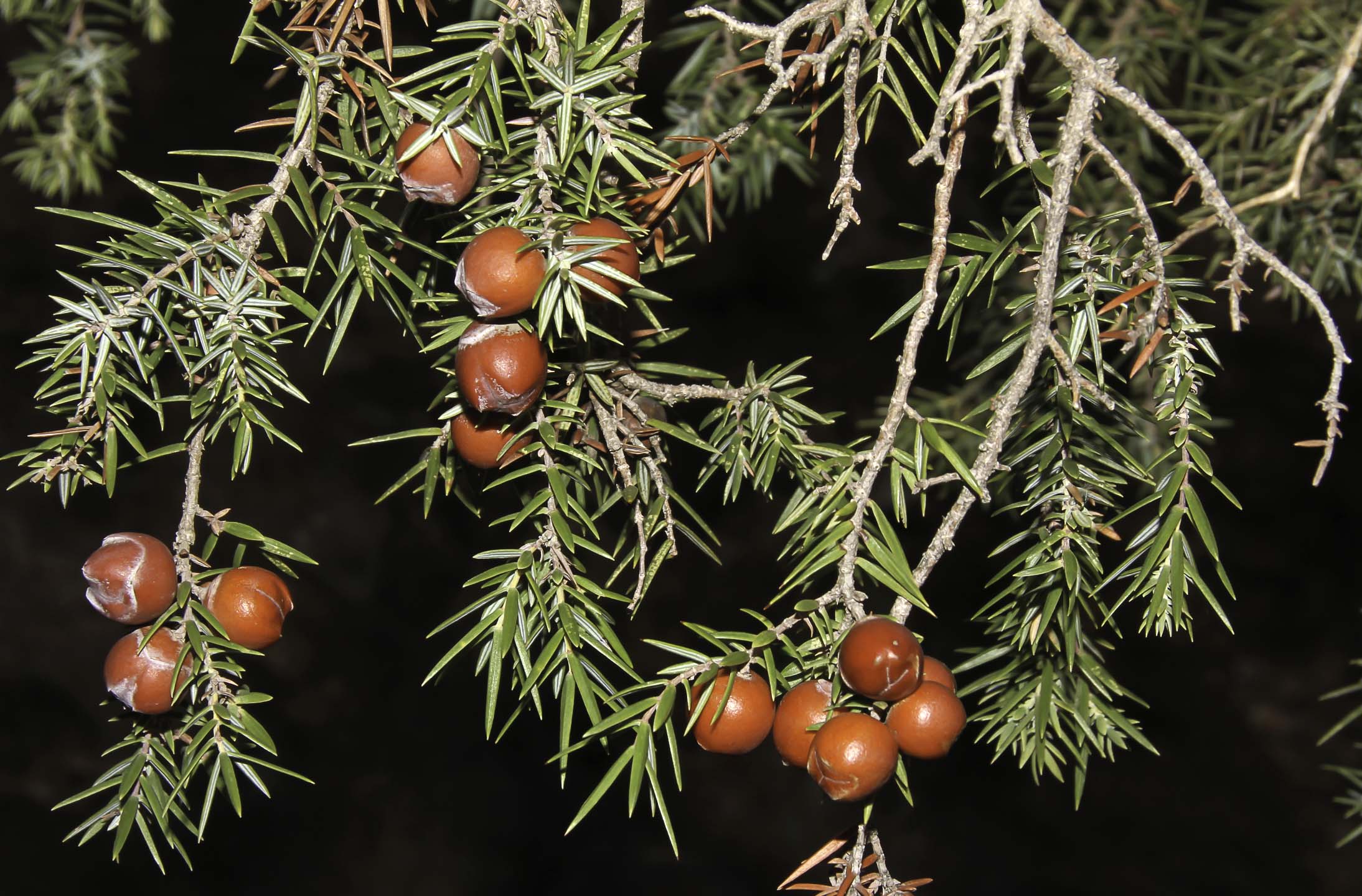 Juniperus oxycedrus - Plant Biodiversity of South-Western Morocco