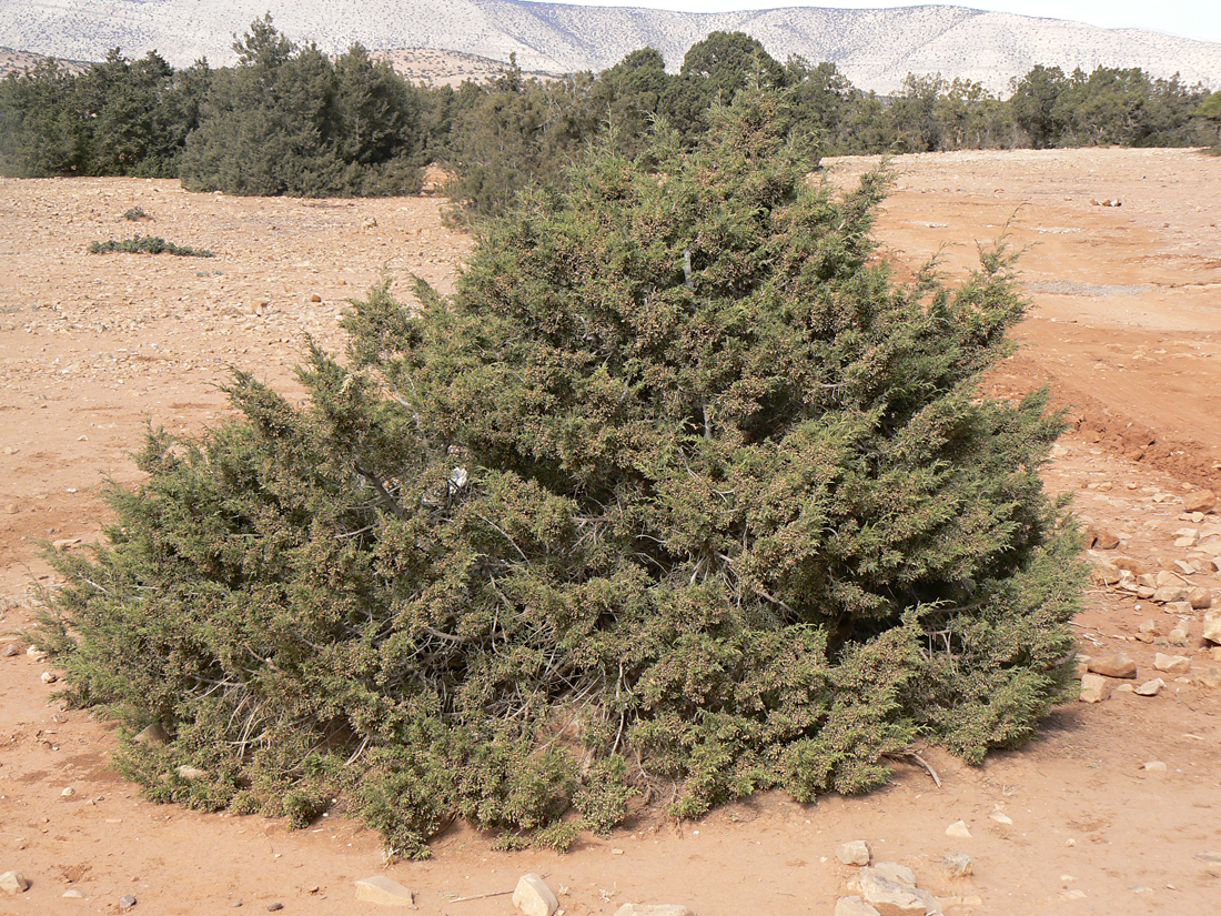 Juniperus phoenicea subsp. turbinata - Plant Biodiversity of South ...