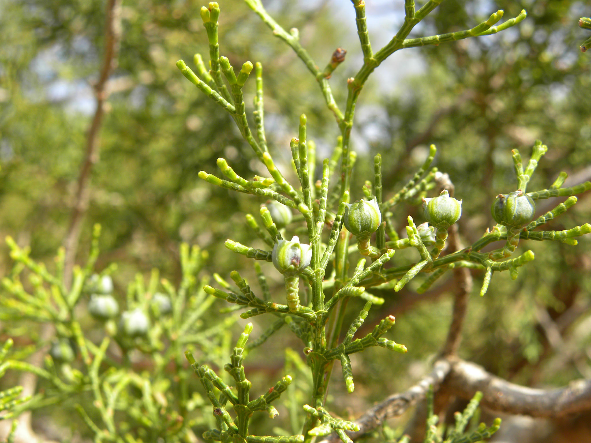 Tetraclinis articulata - Biodiversité végétale du sud-ouest marocain