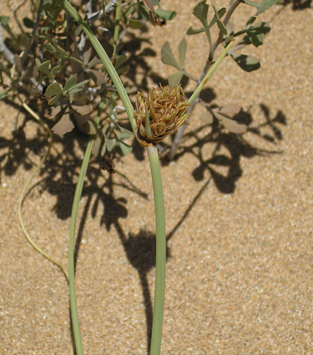 Cyperus capitatus - Plant Biodiversity of South-Western Morocco