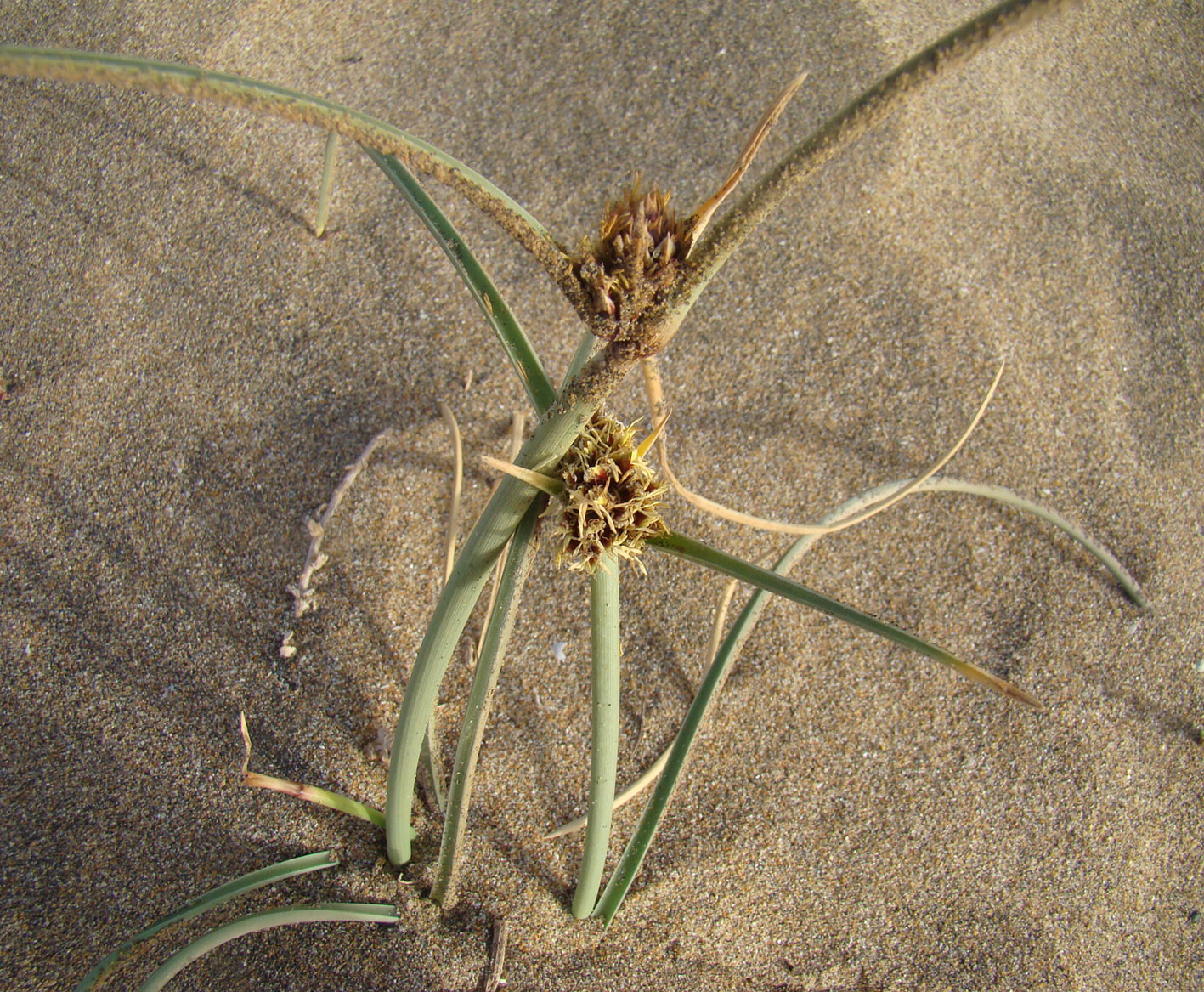 Cyperus capitatus - Plant Biodiversity of South-Western Morocco