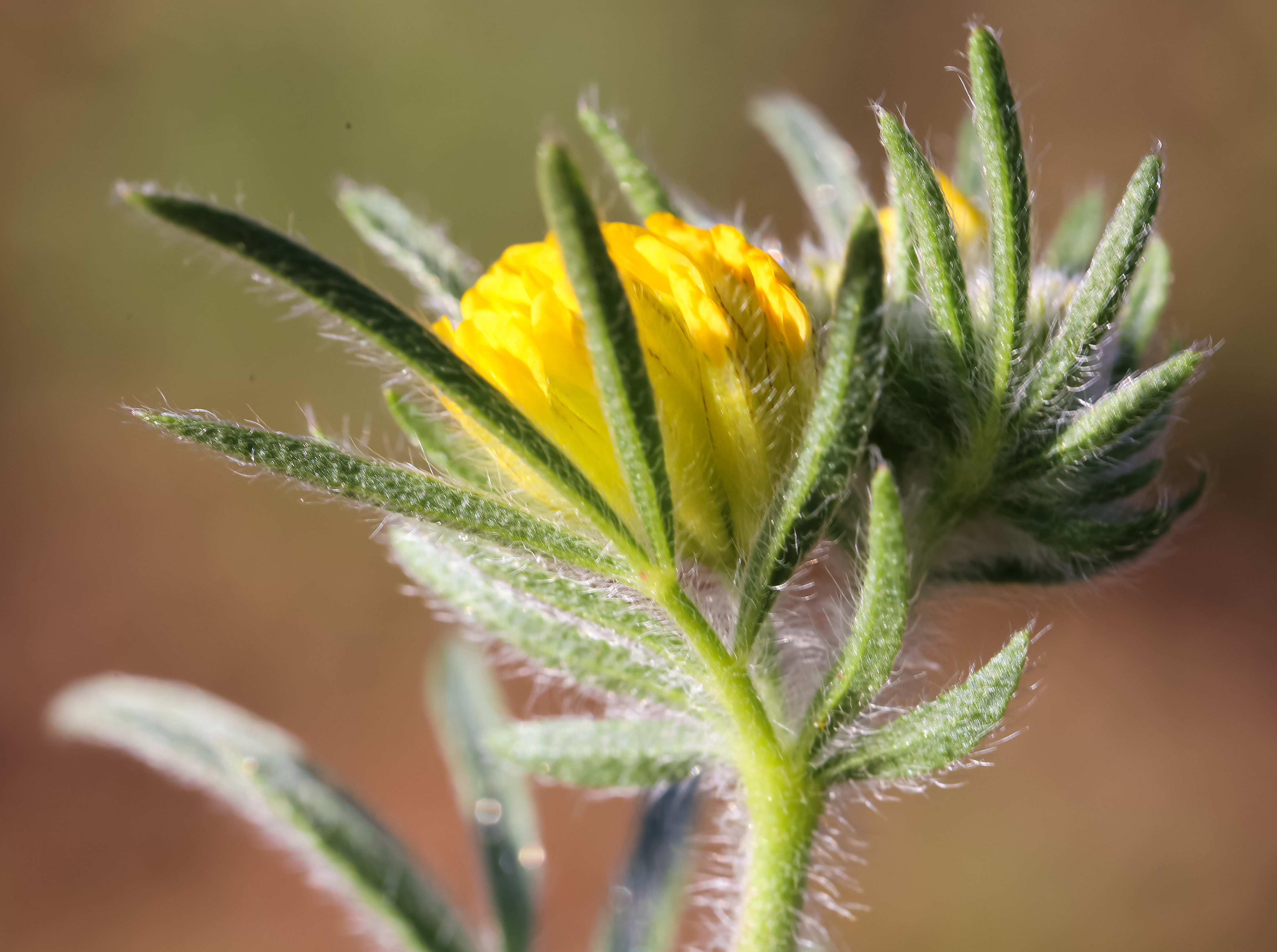 Anthyllis hamosa - Plant Biodiversity of South-Western Morocco
