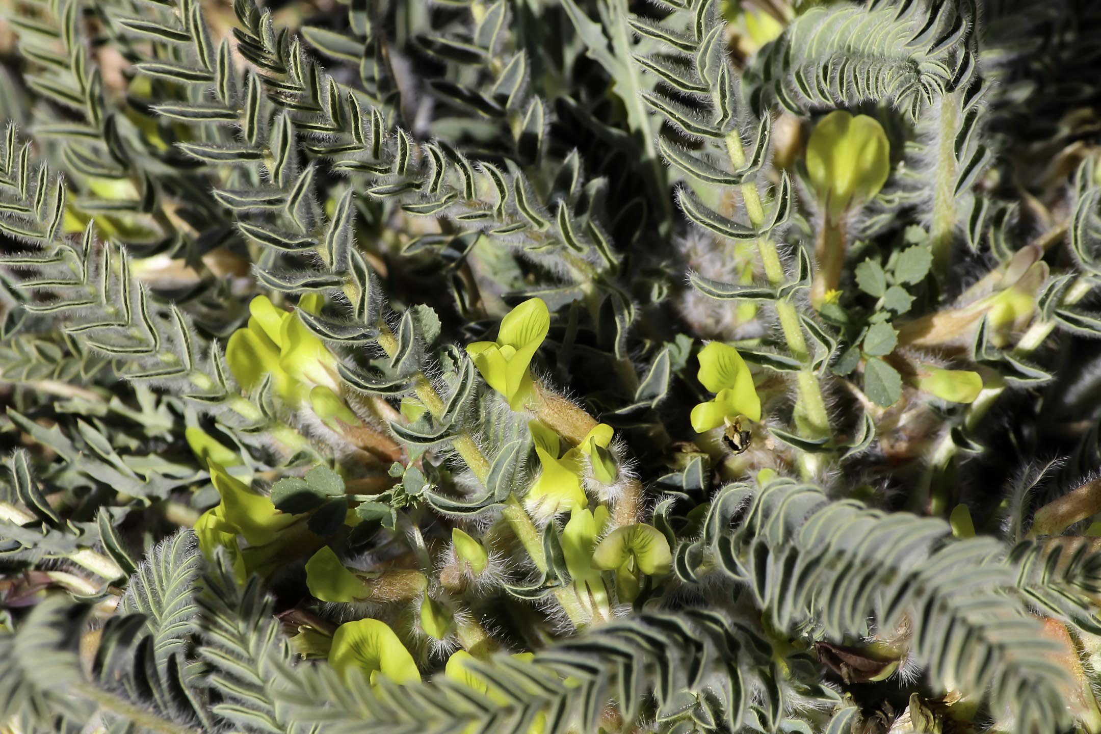 Astragalus caprinus subsp. caprinus - Plant Biodiversity of South ...
