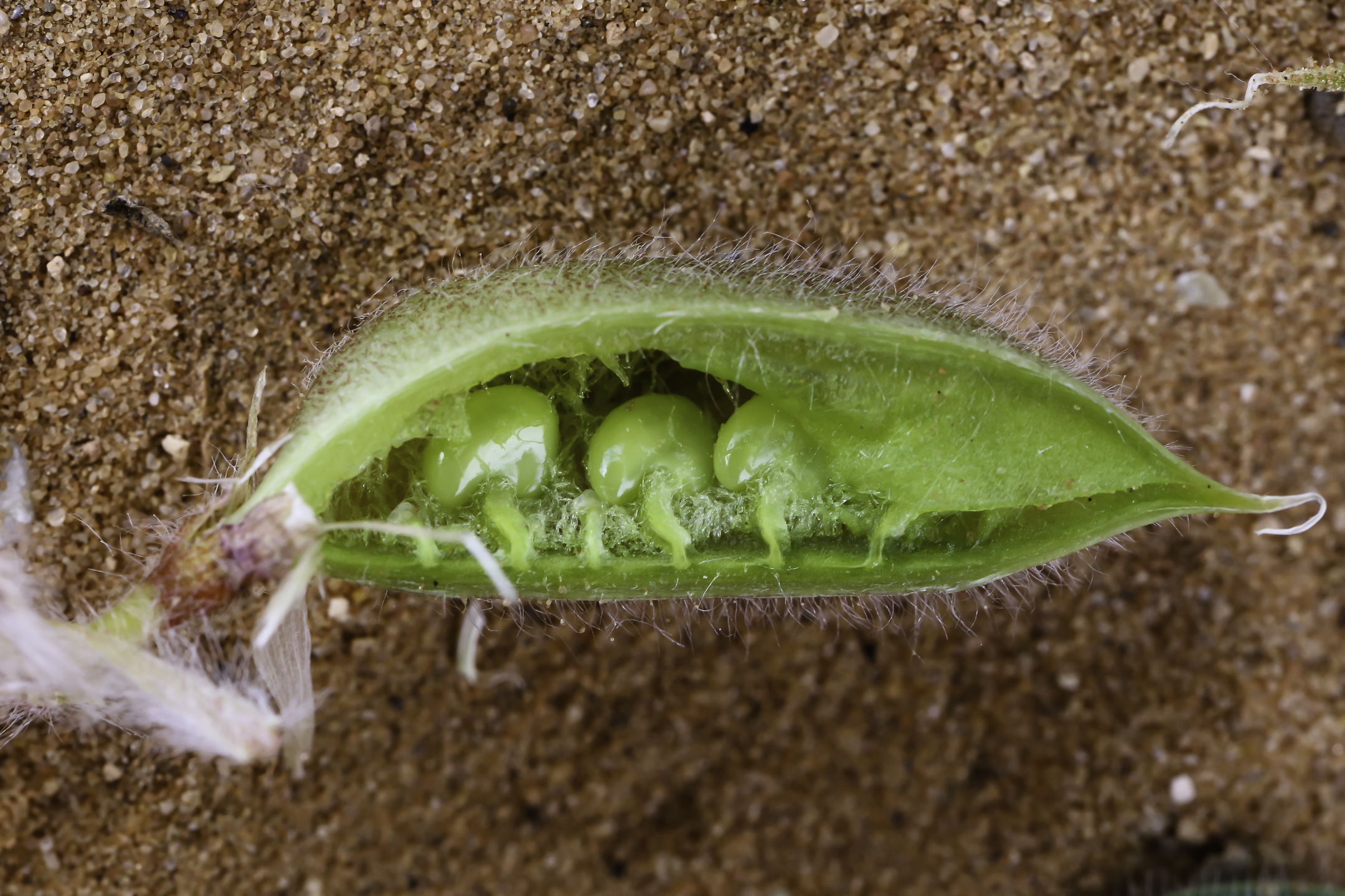 Astragalus caprinus subsp. caprinus - Plant Biodiversity of South ...