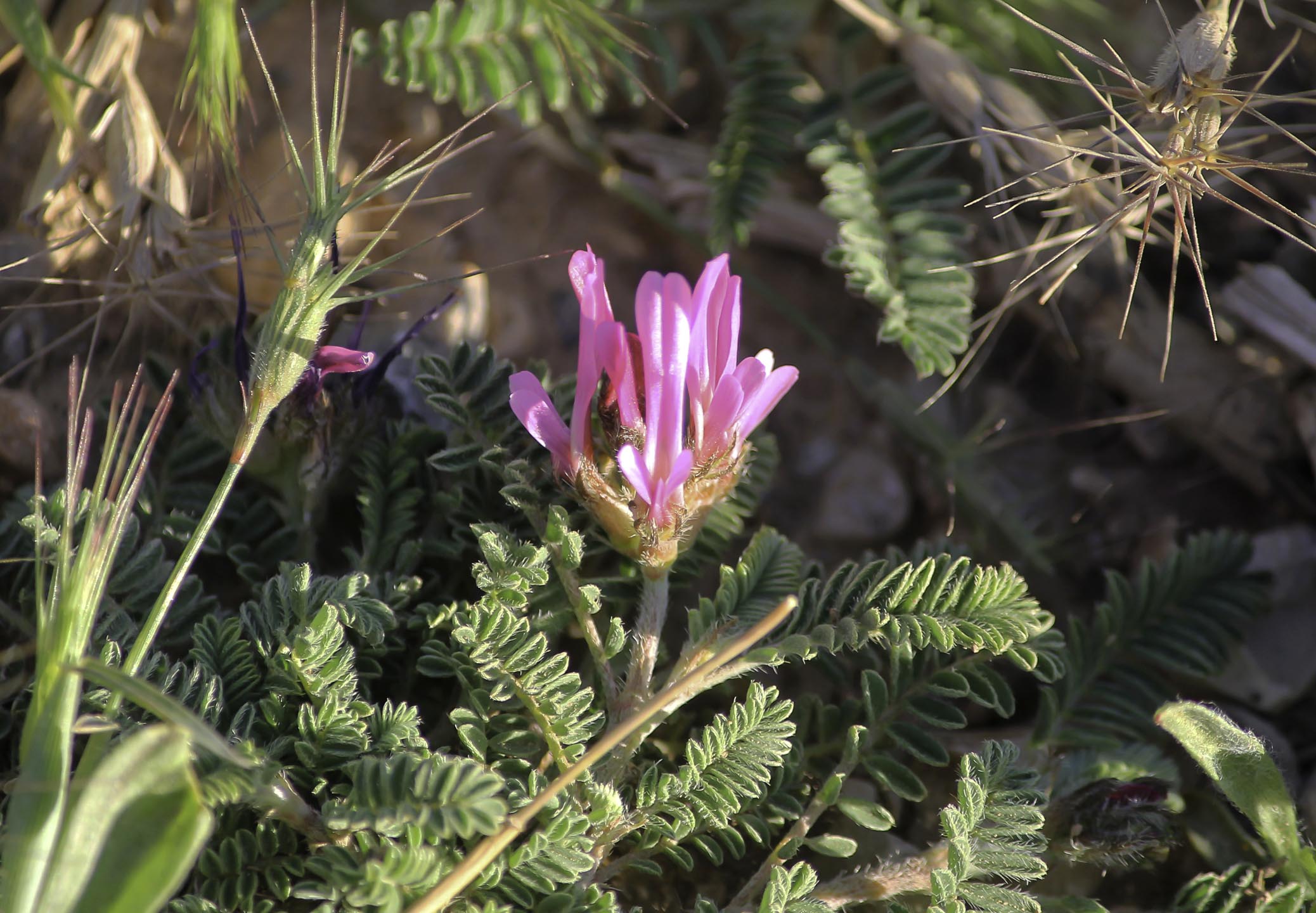 Astragalus glaux - Plant Biodiversity of South-Western Morocco
