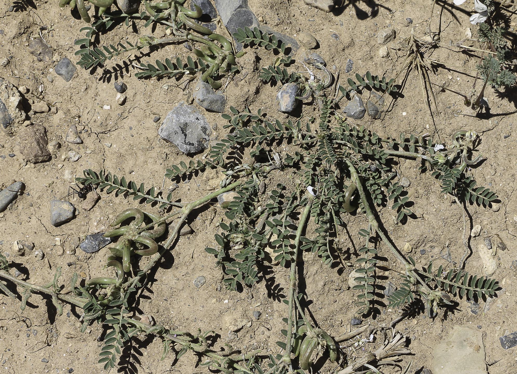 Astragalus hamosus - Biodiversité végétale du sud-ouest marocain