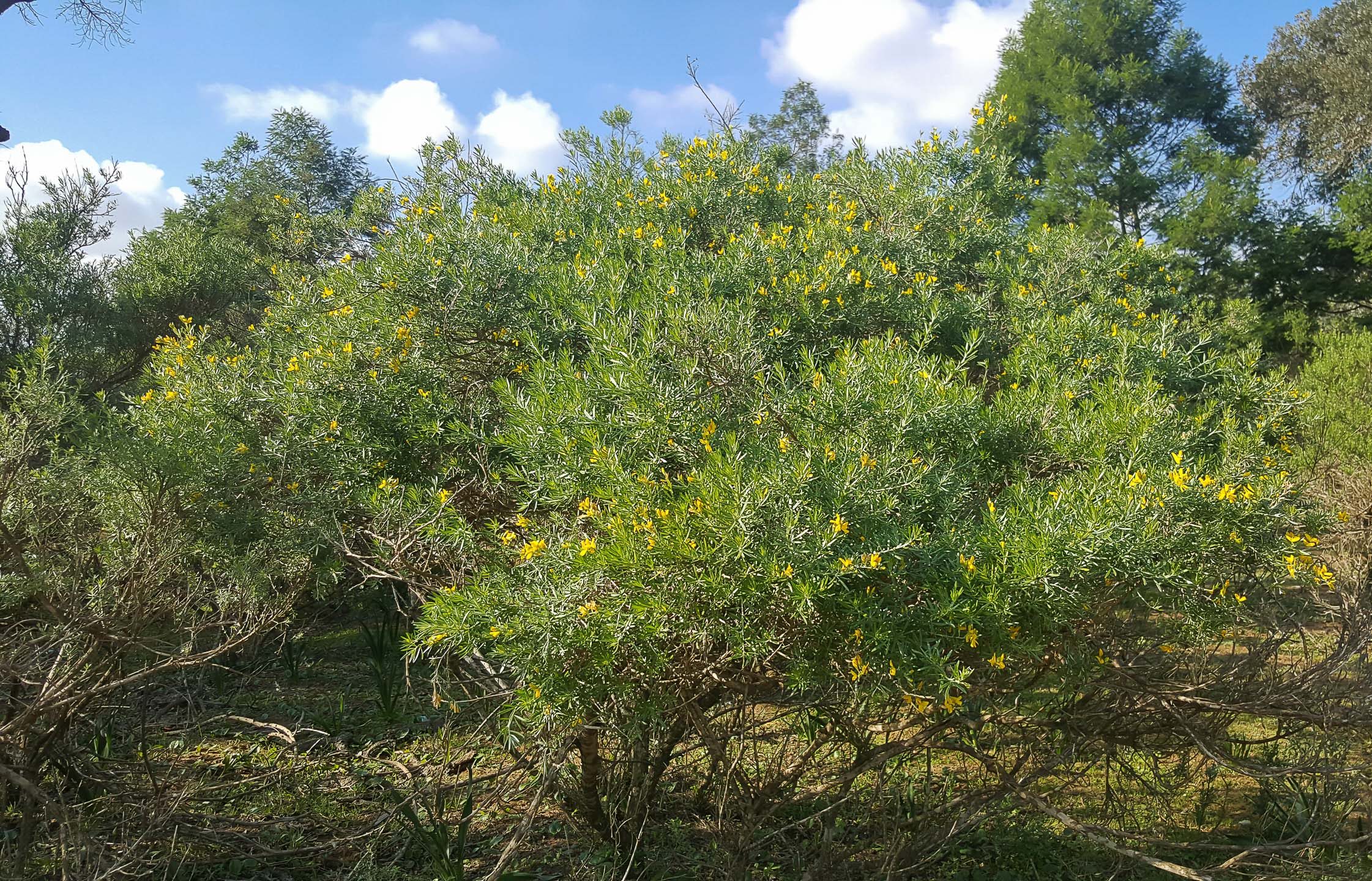 Genista linifolia - Biodiversité végétale du sud-ouest marocain