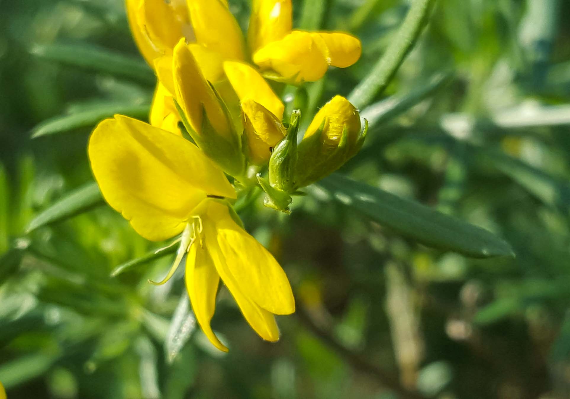 Genista linifolia - Biodiversité végétale du sud-ouest marocain