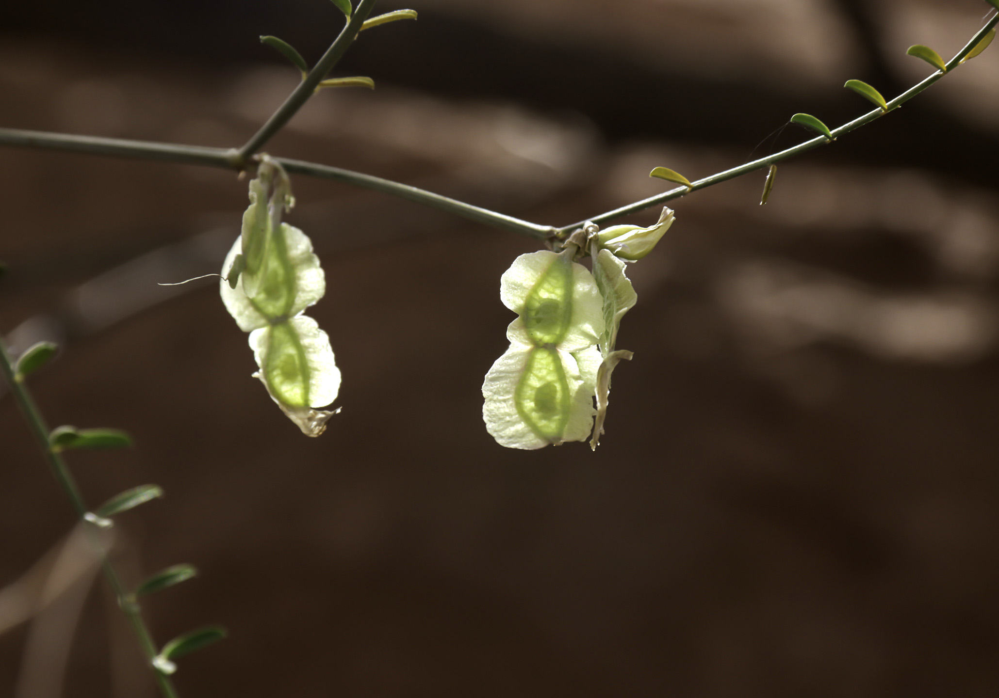 Hedysarum membranaceum - Biodiversité végétale du sud-ouest marocain