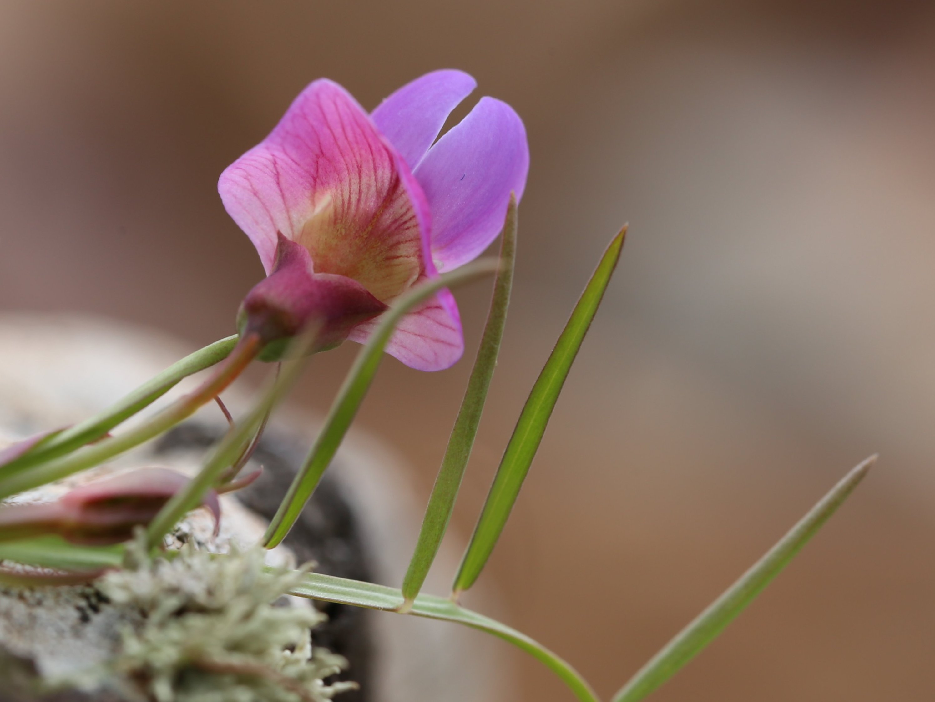 Lathyrus clymenum - Plant Biodiversity of South-Western Morocco