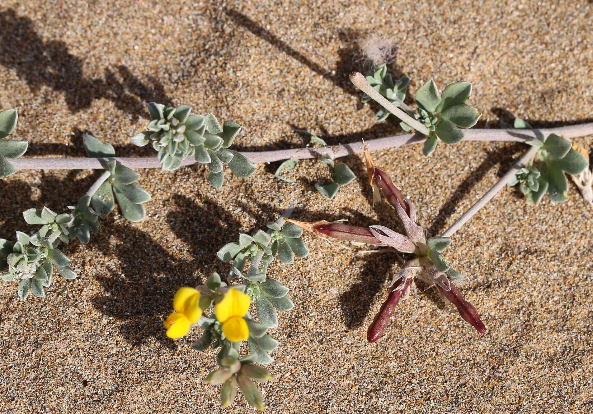 Lotus creticus - Plant Biodiversity of South-Western Morocco