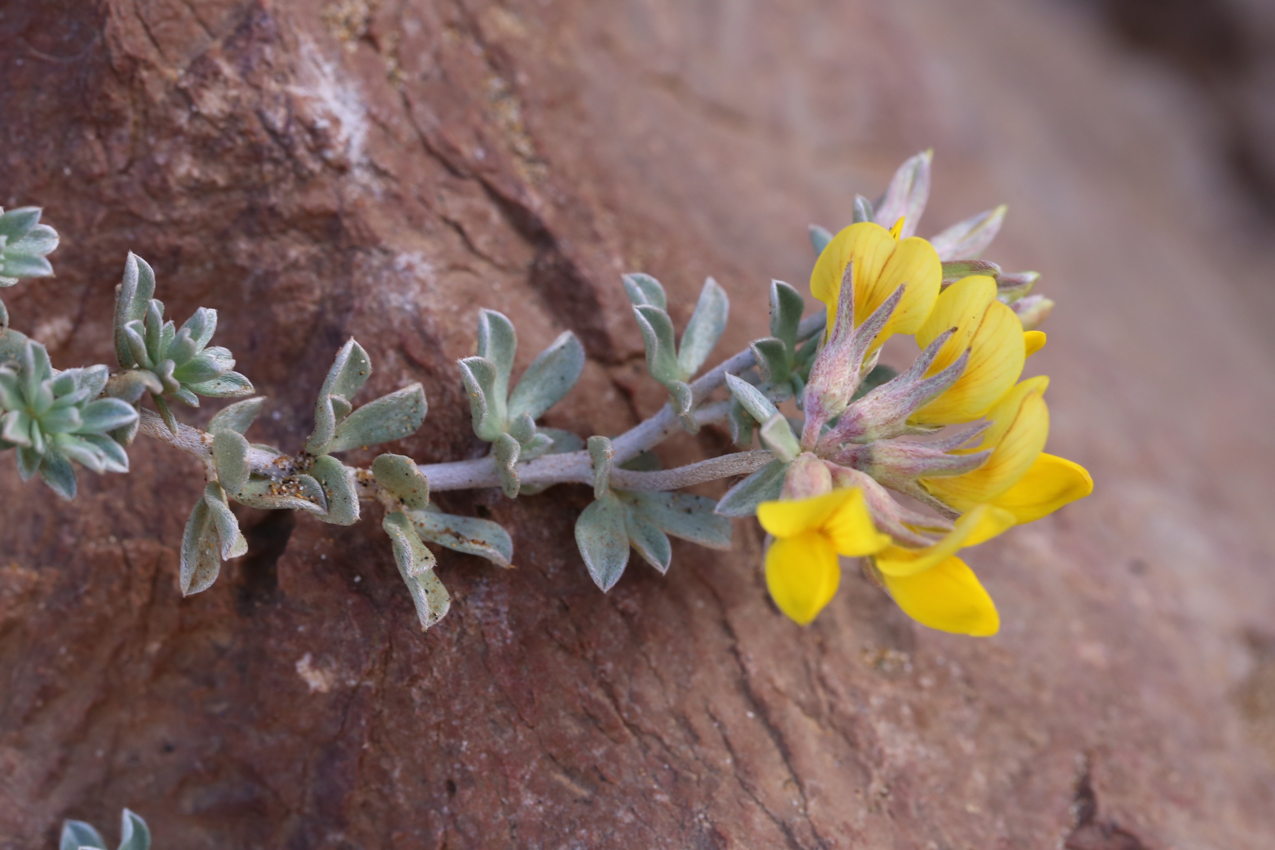 Lotus creticus - Plant Biodiversity of South-Western Morocco