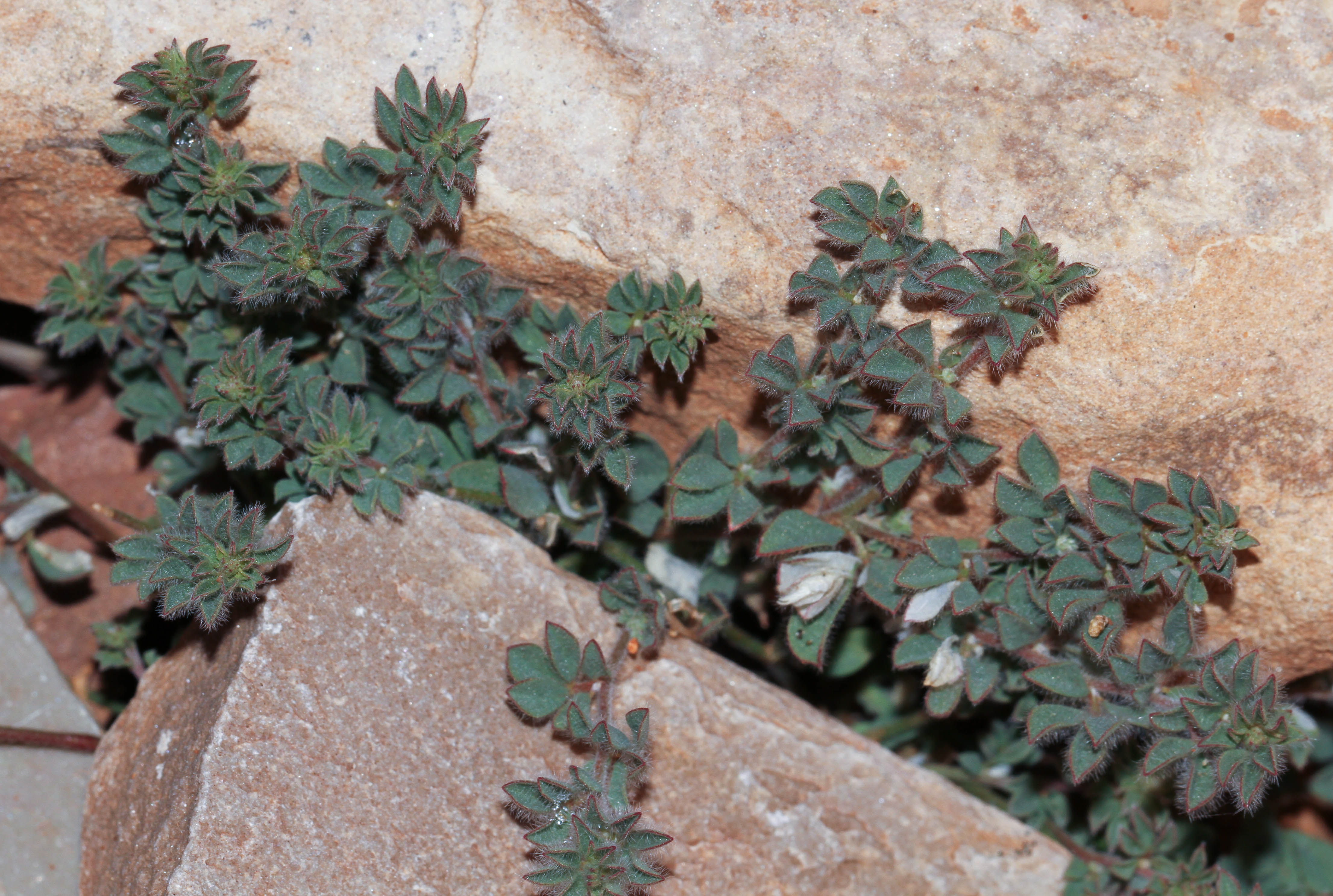 Lotus halophilus - Biodiversité végétale du sud-ouest marocain