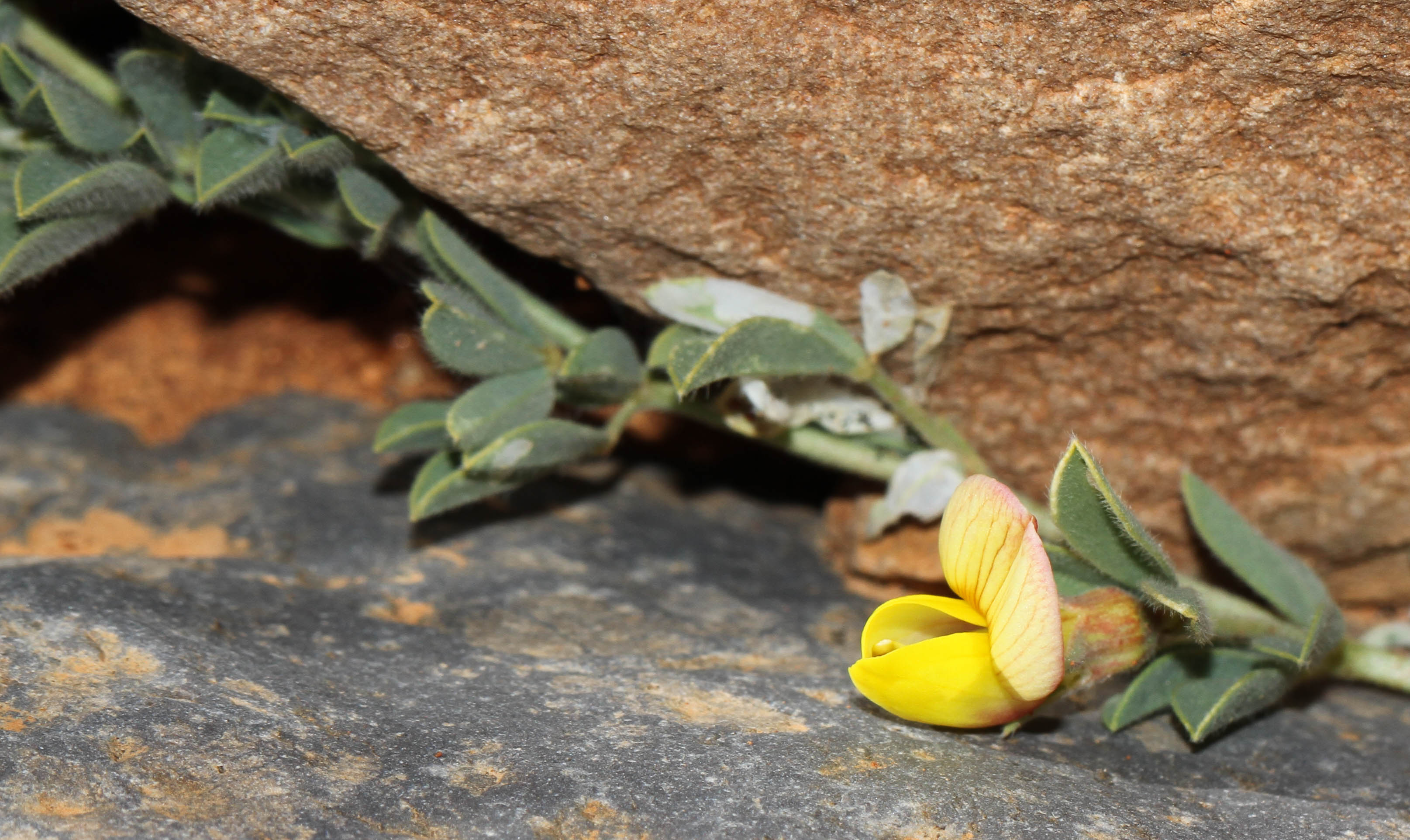 Lotus halophilus - Biodiversité végétale du sud-ouest marocain