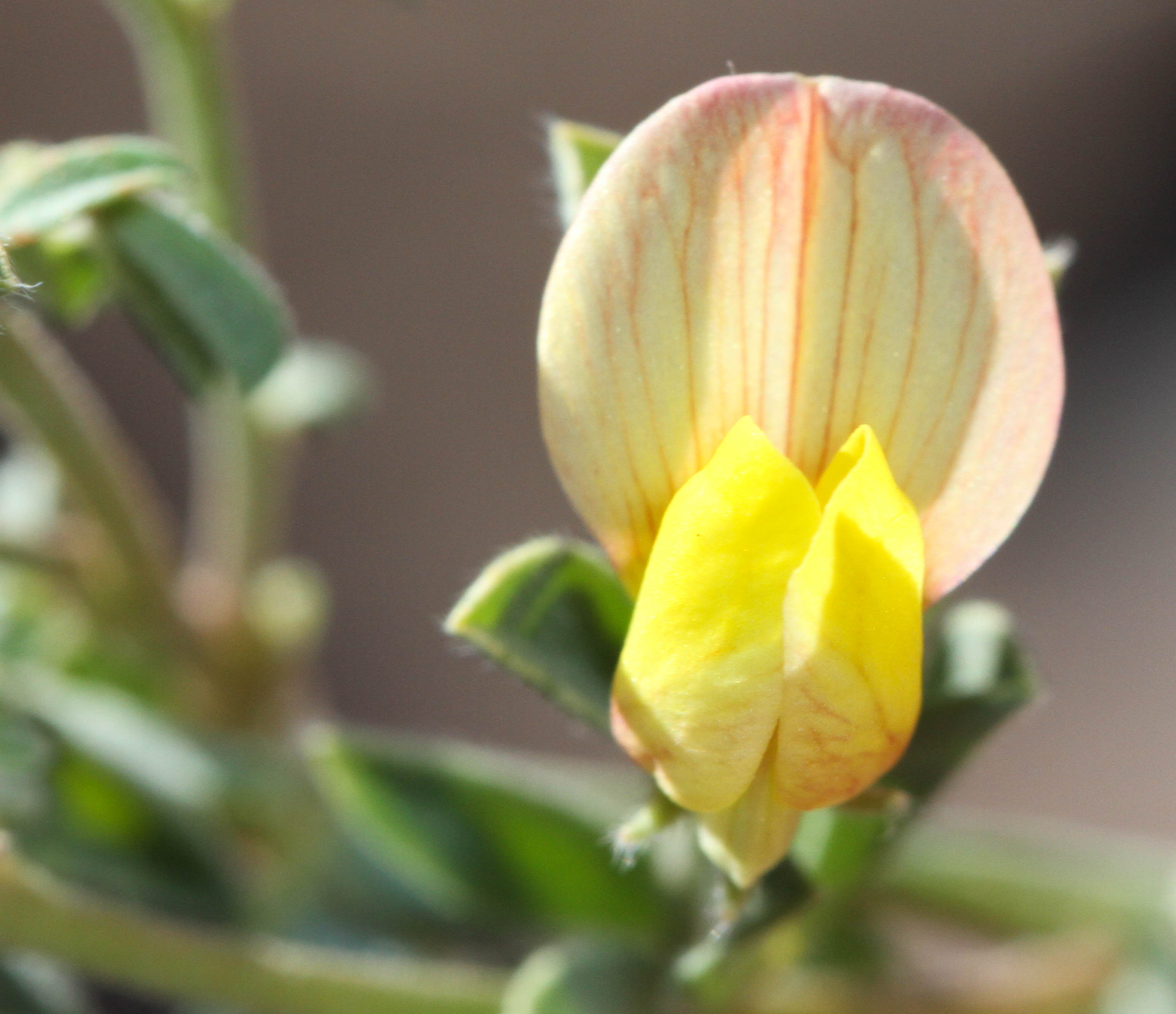 Lotus halophilus - Biodiversité végétale du sud-ouest marocain