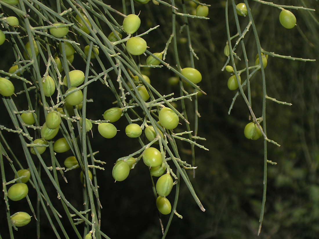 Retama monosperma subsp. monosperma - Biodiversité végétale du sud ...