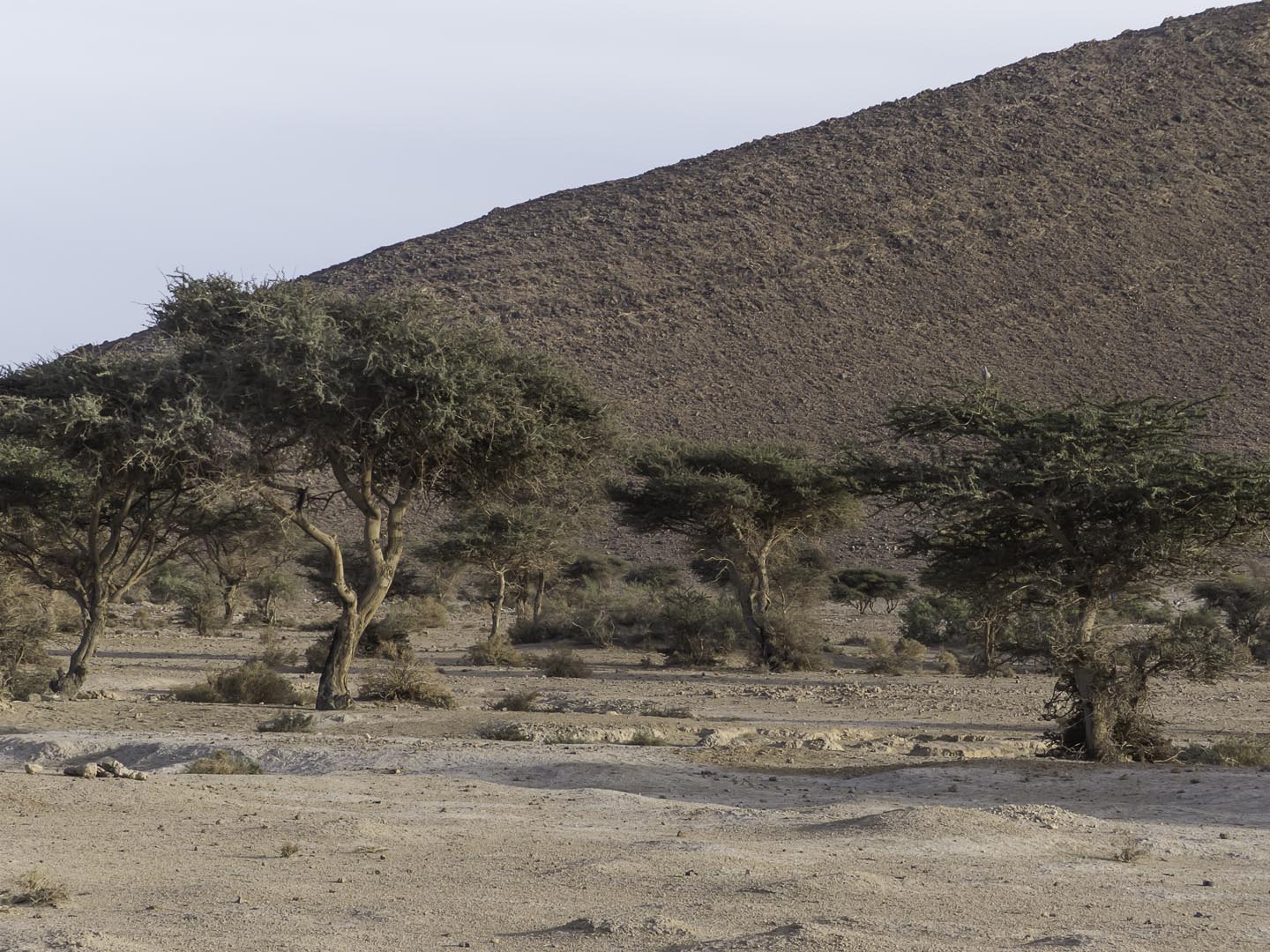 Vachellia tortilis subsp. raddiana - Plant Biodiversity of South ...
