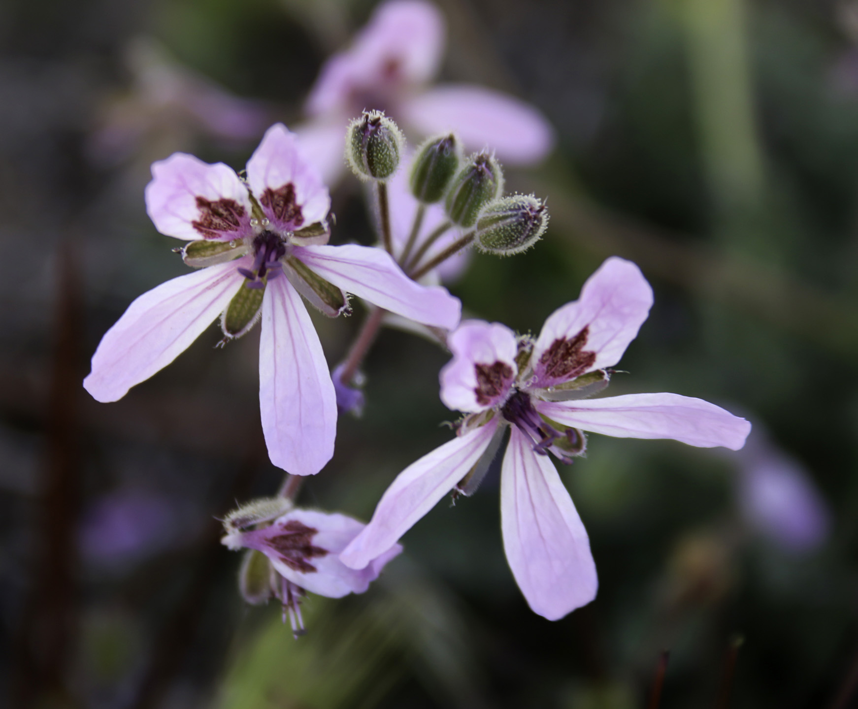 Erodium sebaceum - Plant Biodiversity of South-Western Morocco