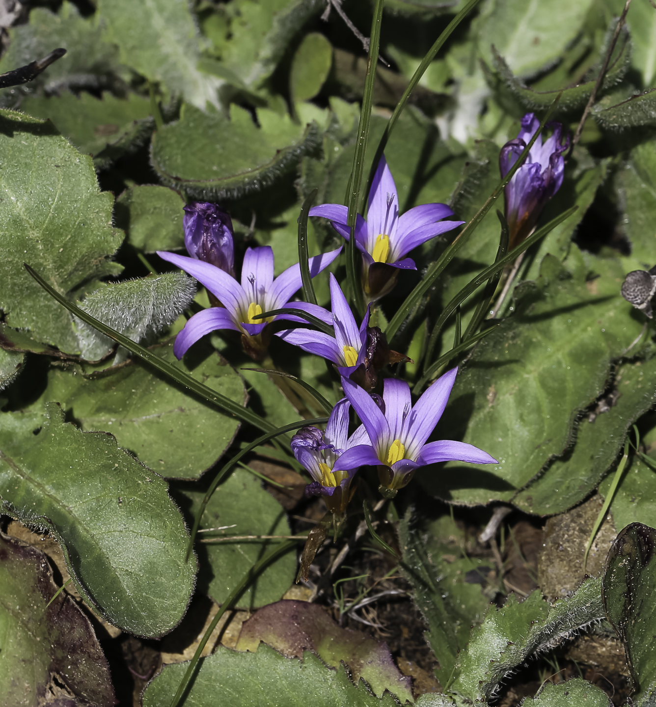 Romulea maroccana - Plant Biodiversity of South-Western Morocco