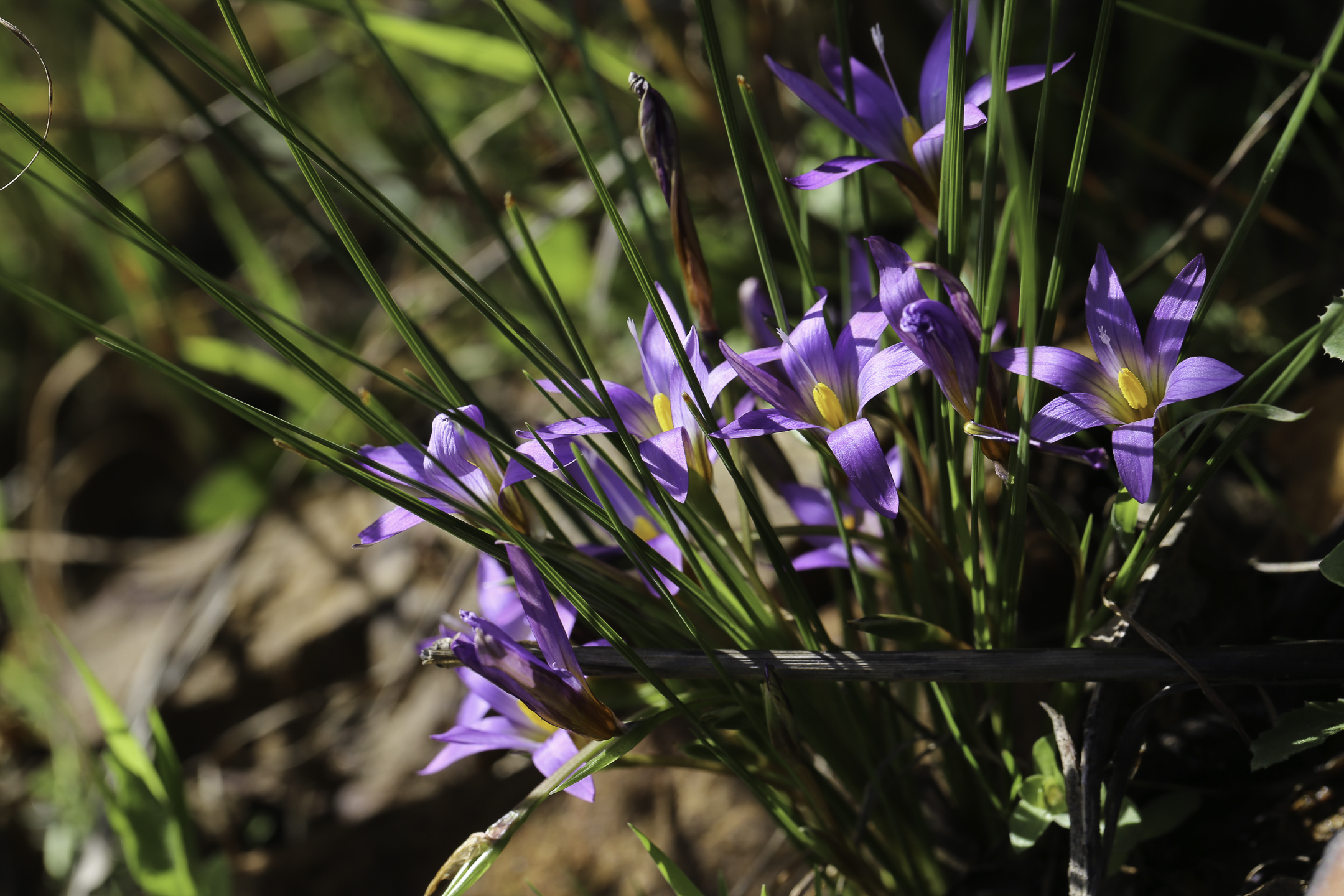 Romulea maroccana - Plant Biodiversity of South-Western Morocco