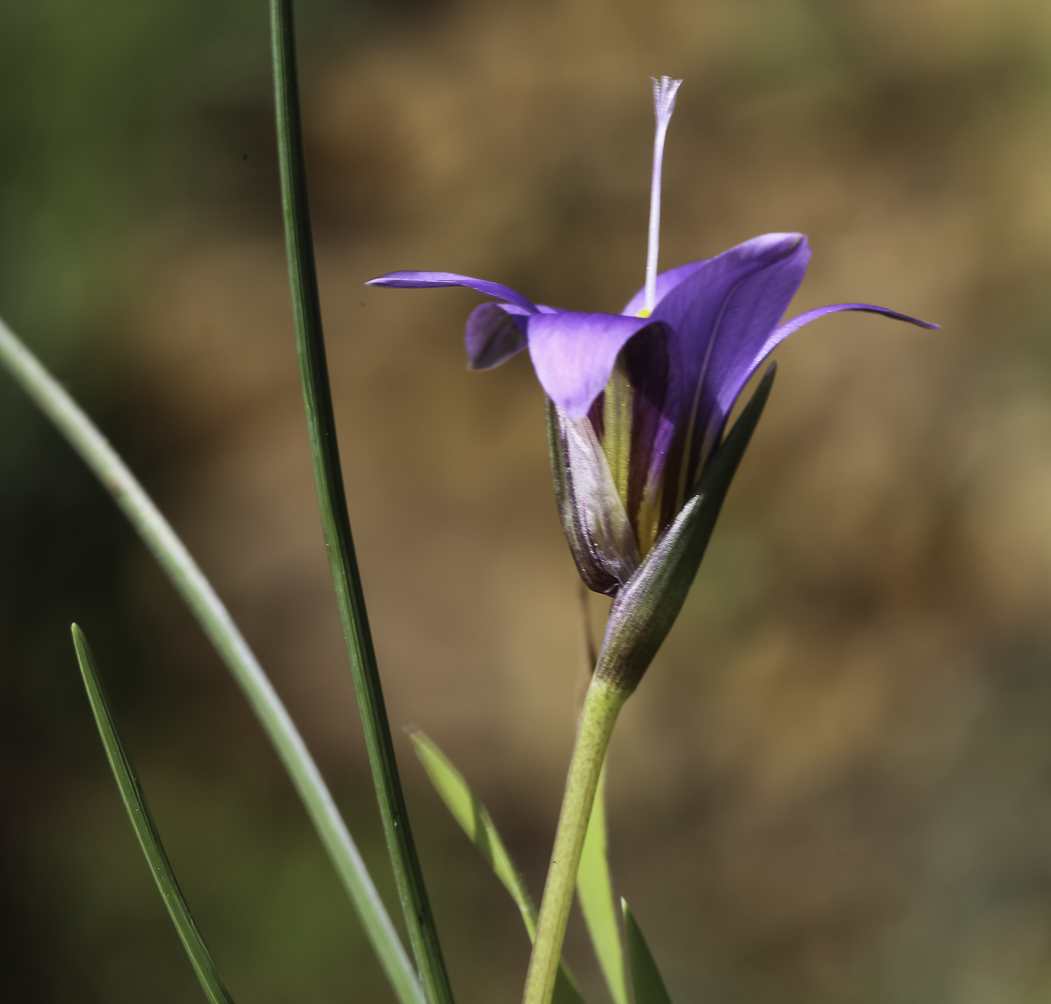 Romulea maroccana - Plant Biodiversity of South-Western Morocco
