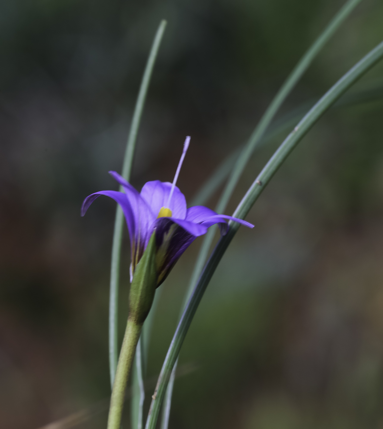 Romulea maroccana - Plant Biodiversity of South-Western Morocco
