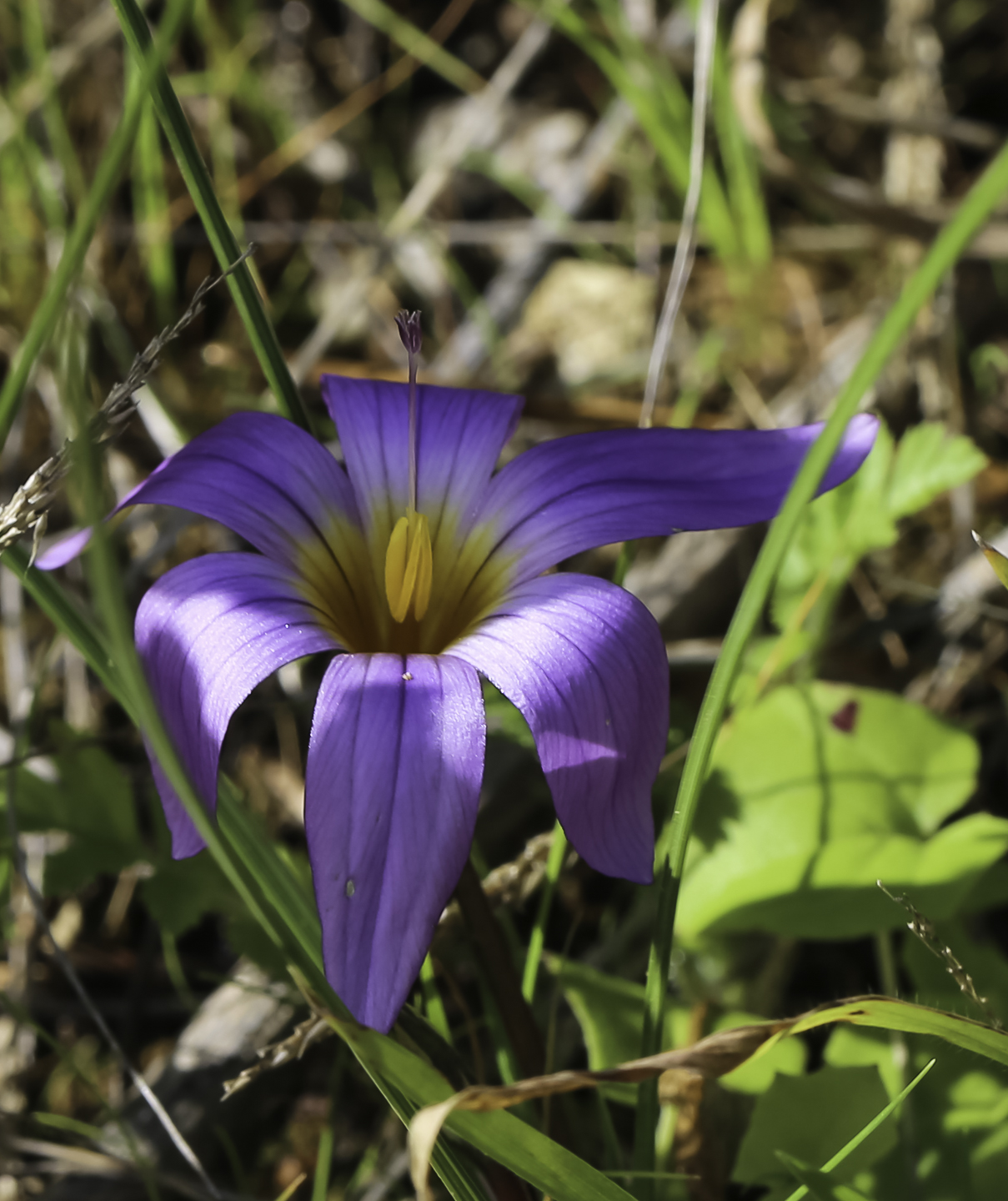 Romulea maroccana - Plant Biodiversity of South-Western Morocco
