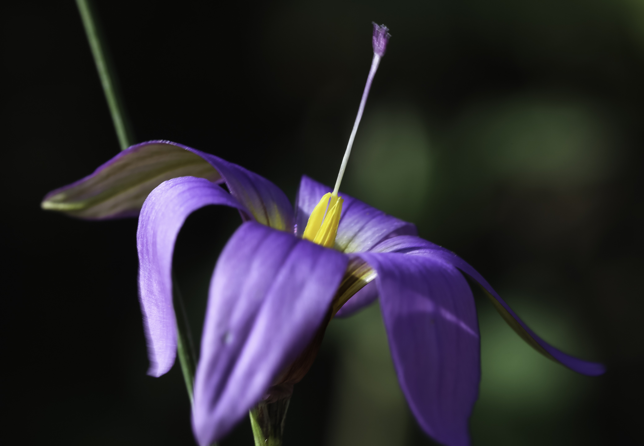 Romulea maroccana - Plant Biodiversity of South-Western Morocco