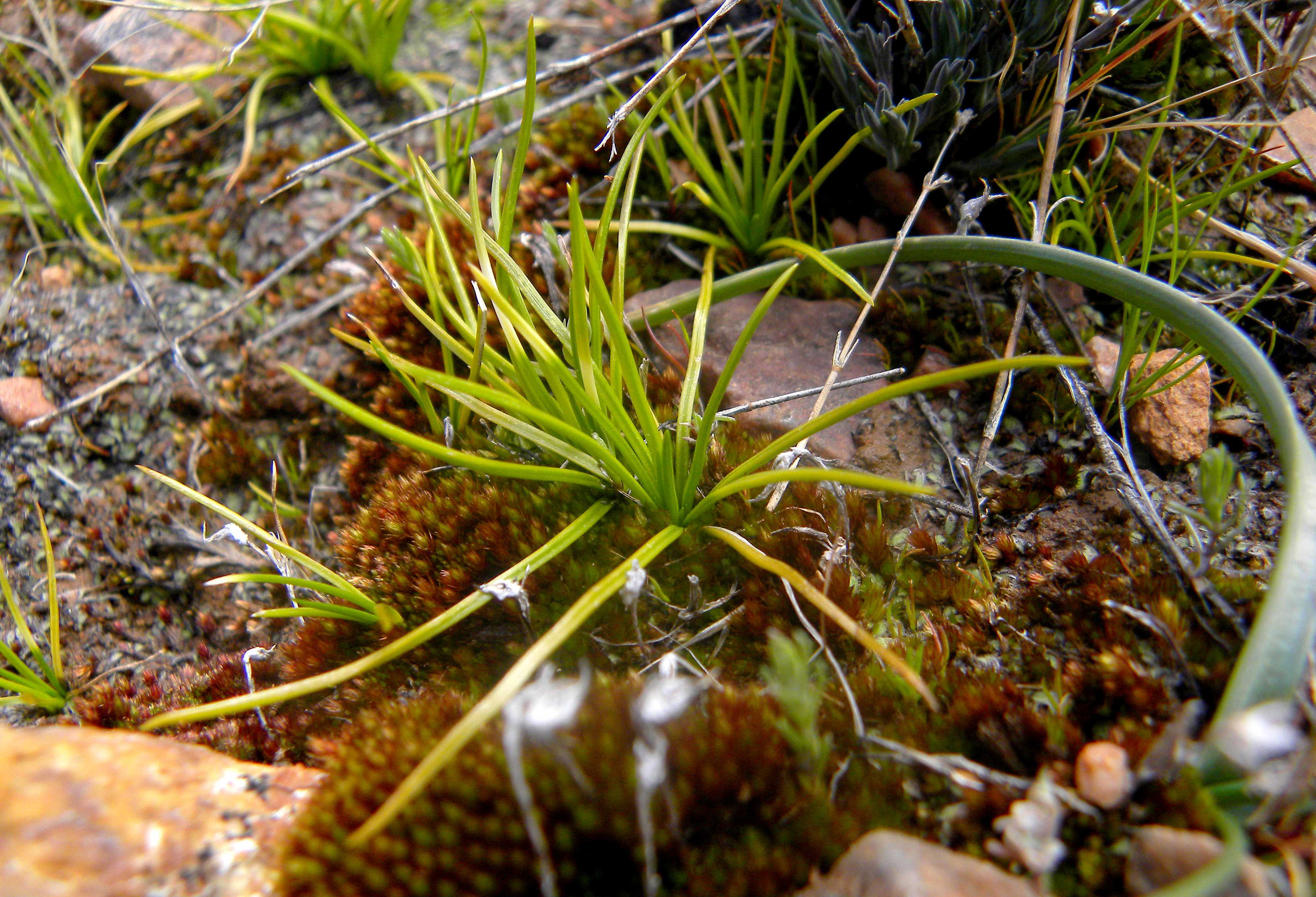 Isoetes histrix - Biodiversité végétale du sud-ouest marocain