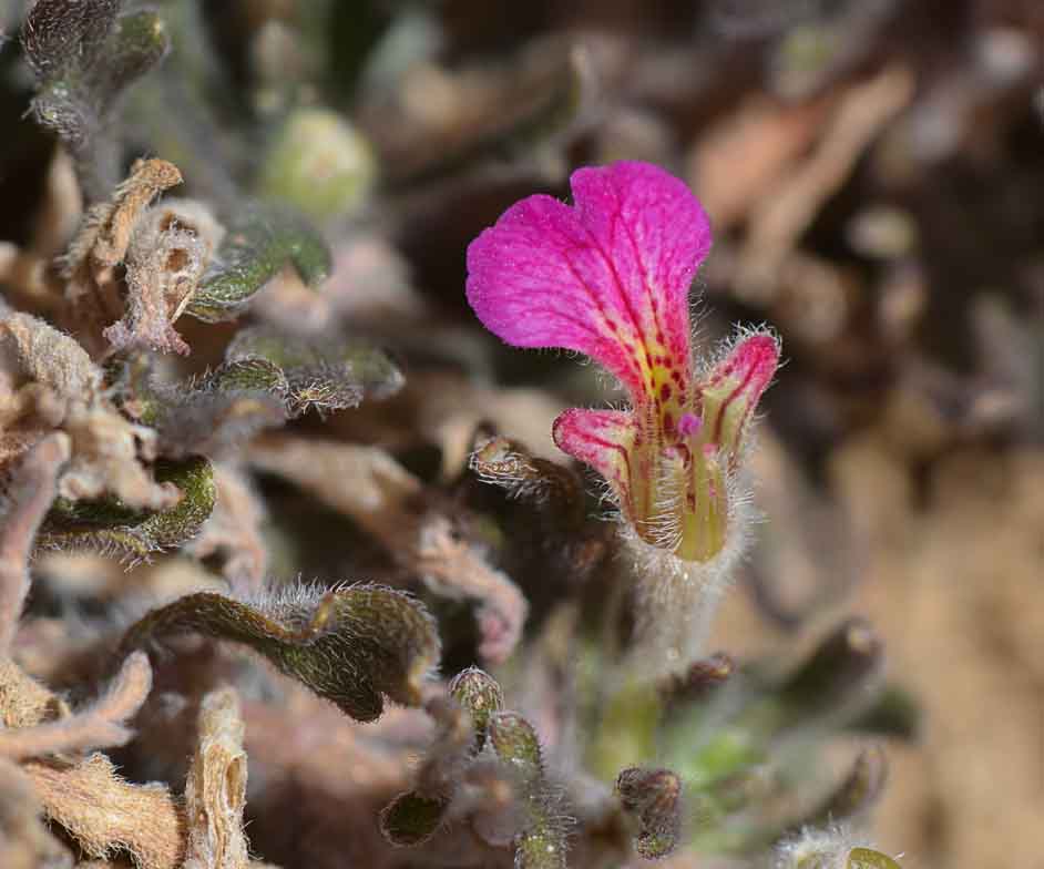 Ajuga iva - Biodiversité végétale du sud-ouest marocain