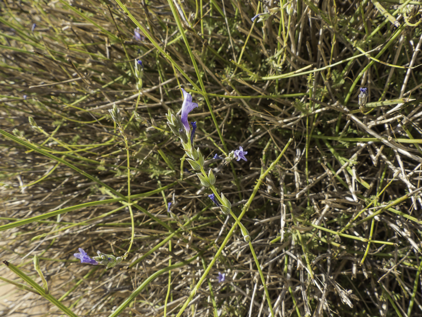 Lavandula coronopifolia - Plant Biodiversity of South-Western Morocco