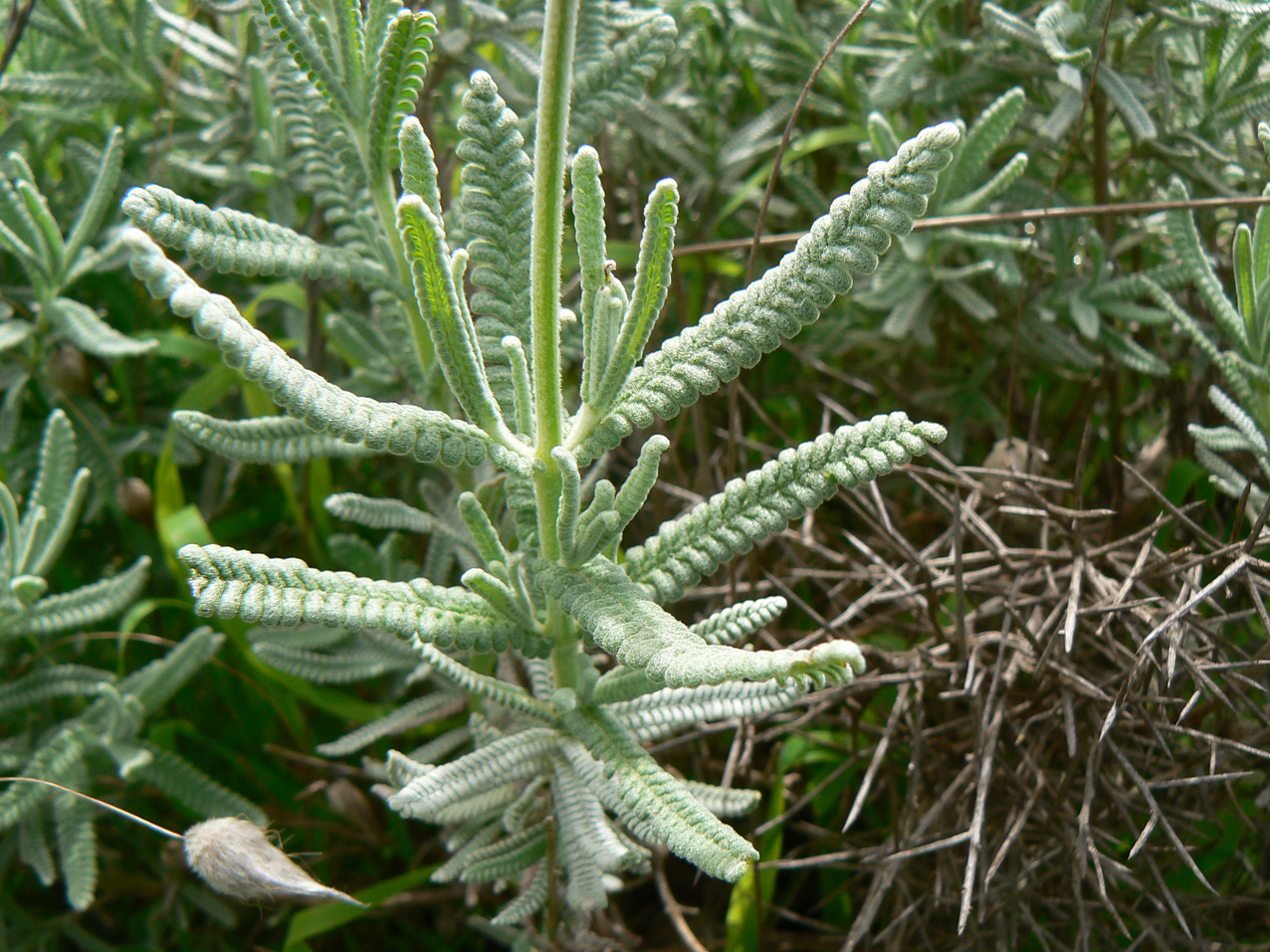 Lavandula dentata - Plant Biodiversity of South-Western Morocco