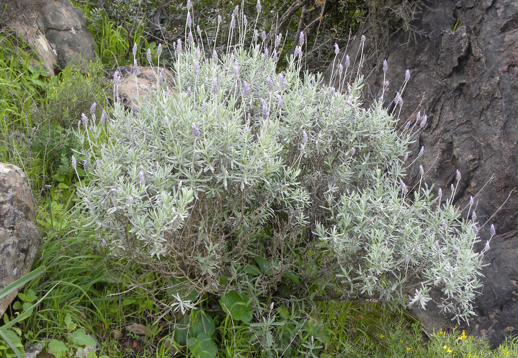 Lavandula dentata - Plant Biodiversity of South-Western Morocco