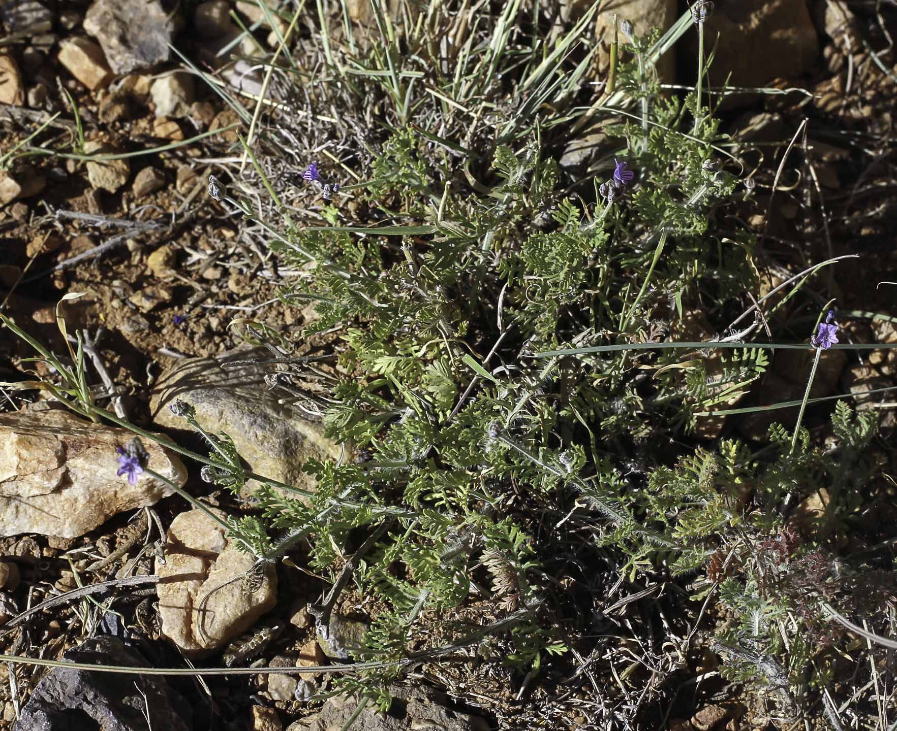 Lavandula multifida - Biodiversité végétale du sud-ouest marocain