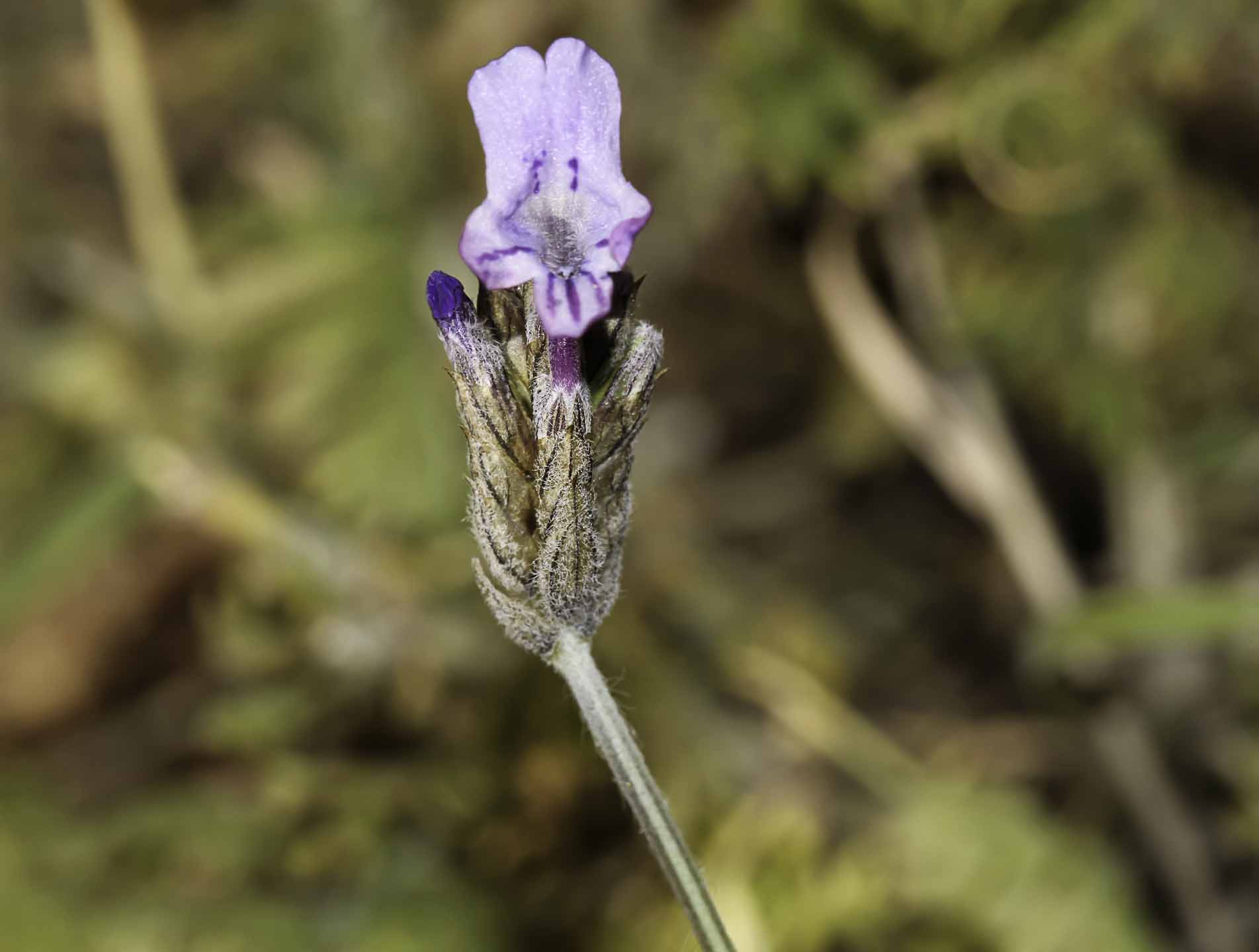 Lavandula multifida - Biodiversité végétale du sud-ouest marocain