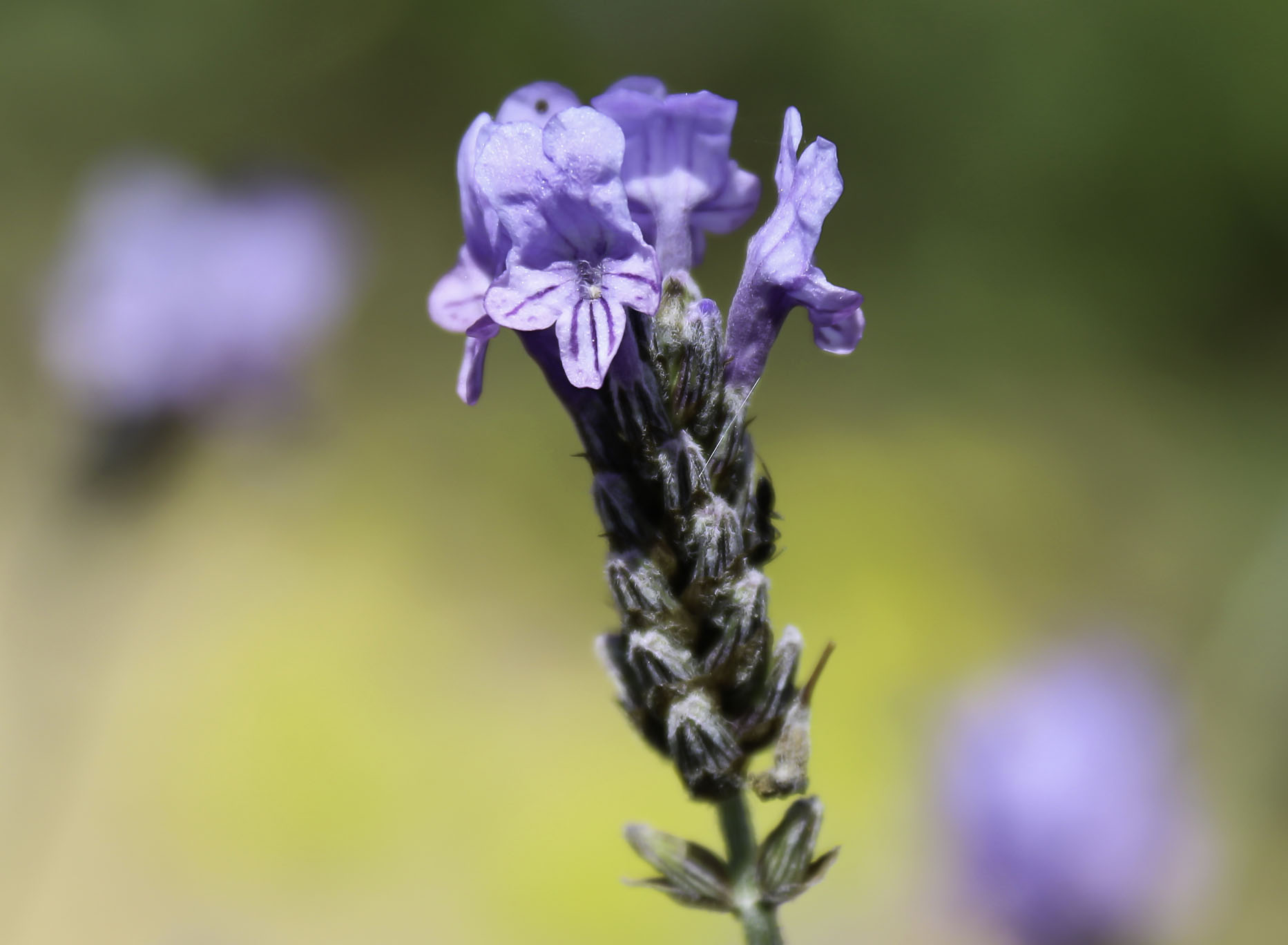 Lavandula multifida - Biodiversité végétale du sud-ouest marocain