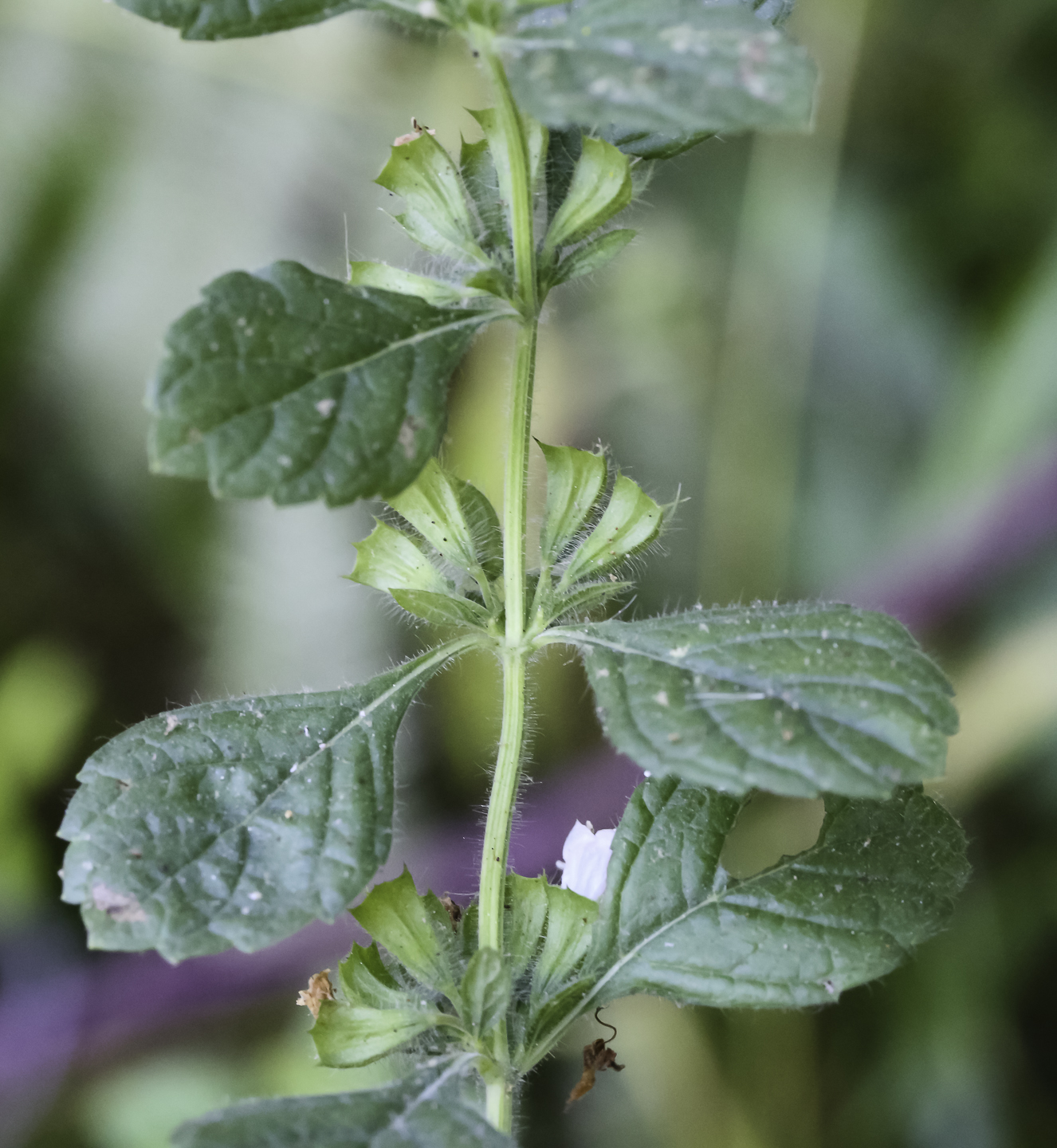 Melissa officinalis - Biodiversité végétale du sud-ouest marocain