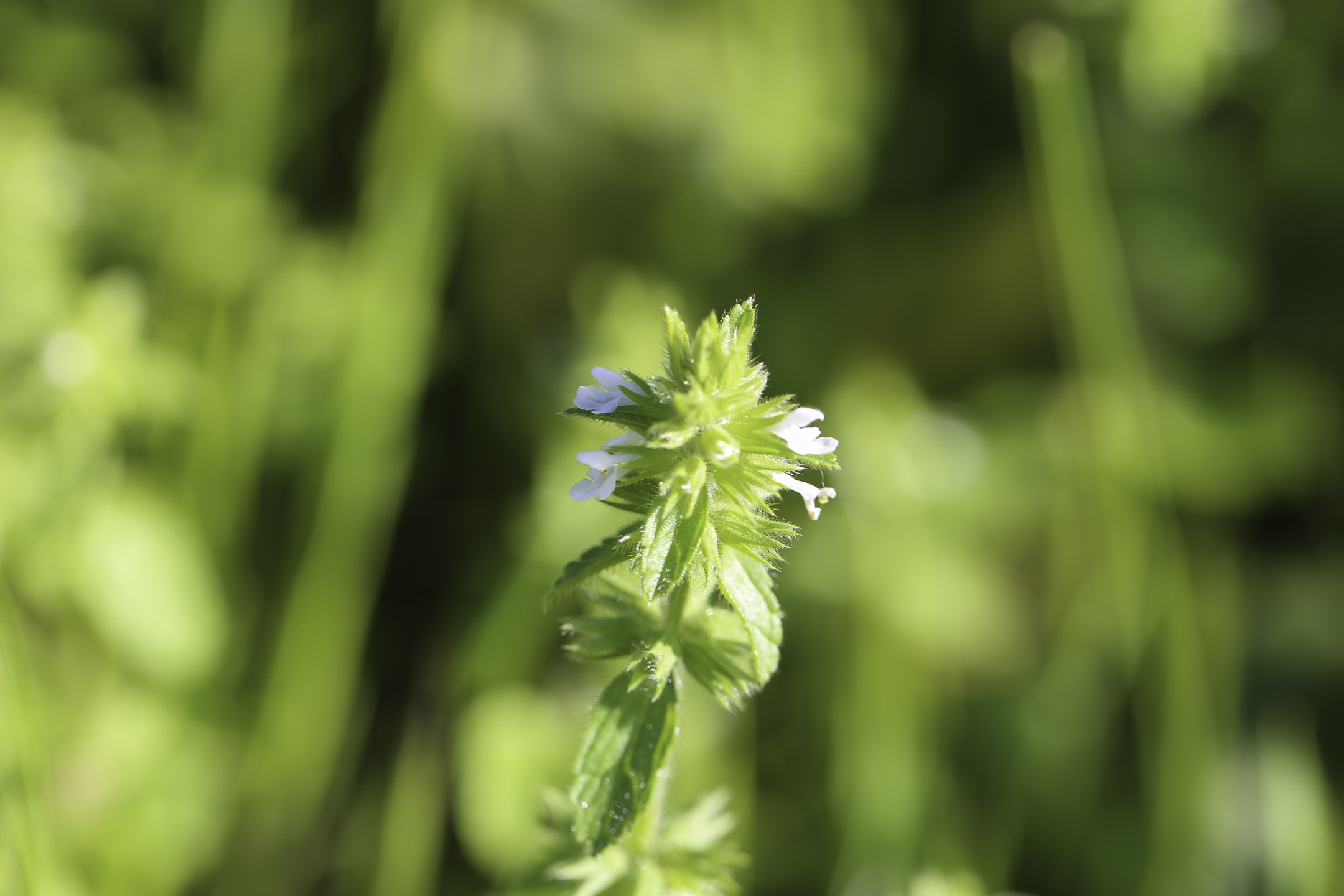 Stachys arvensis - Biodiversité végétale du sud-ouest marocain