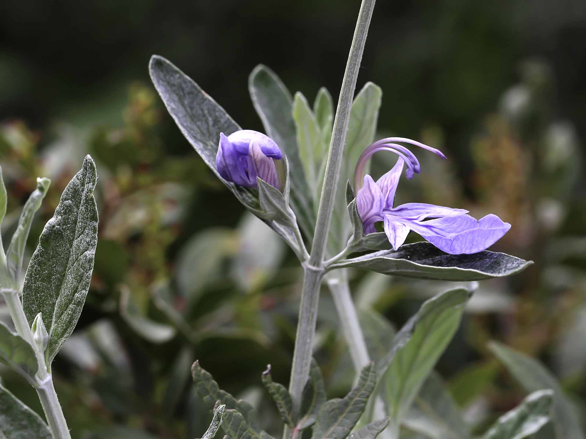 Teucrium fruticans - Biodiversité végétale du sud-ouest marocain